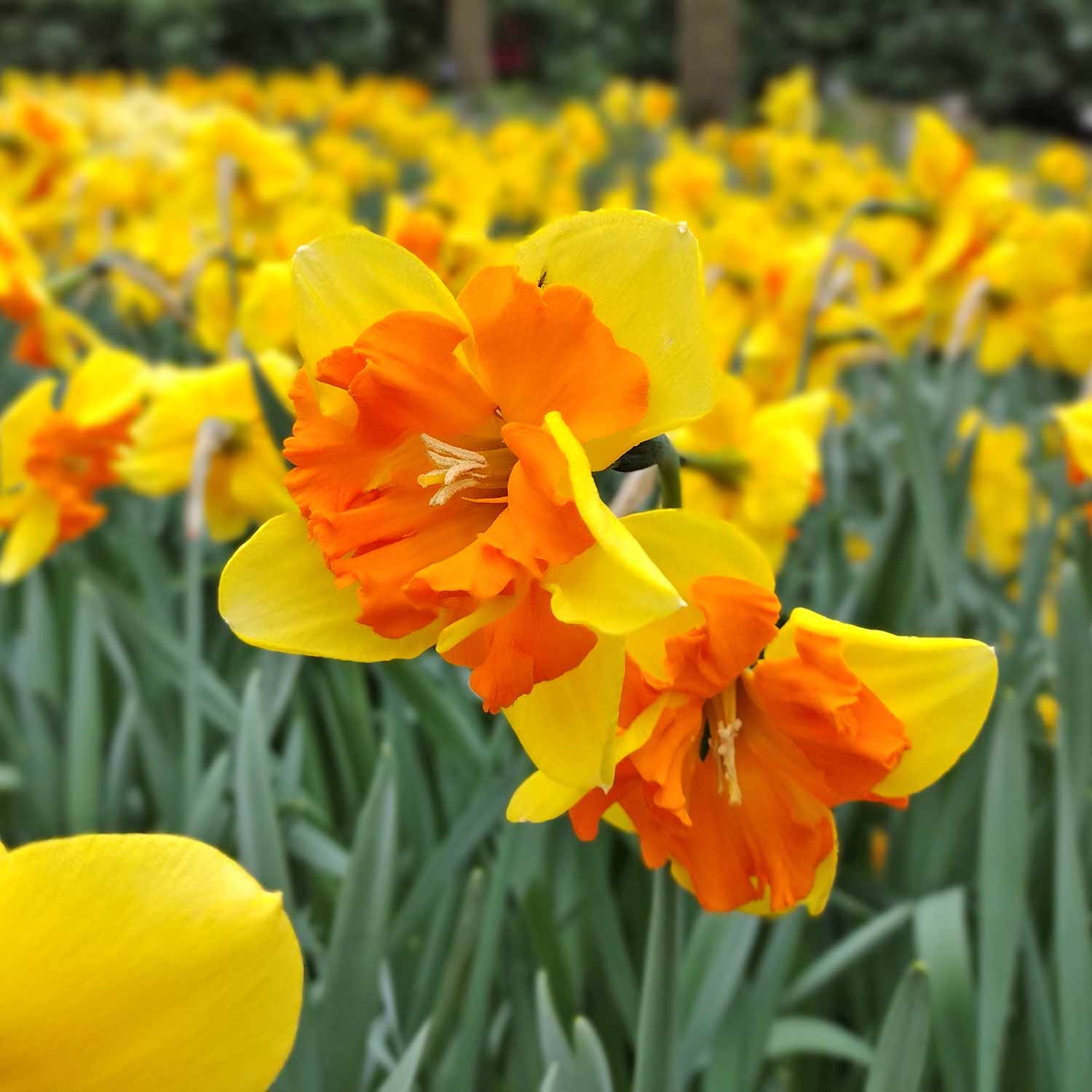 Daffodil Bulbs 'Congress' | Marshalls Garden