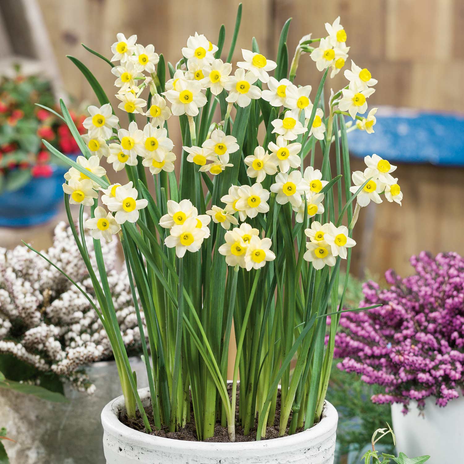 Narcissus 'Minnow' - 20 Bulbs | Buy Daffodil Bulbs Online | Daffodil ...
