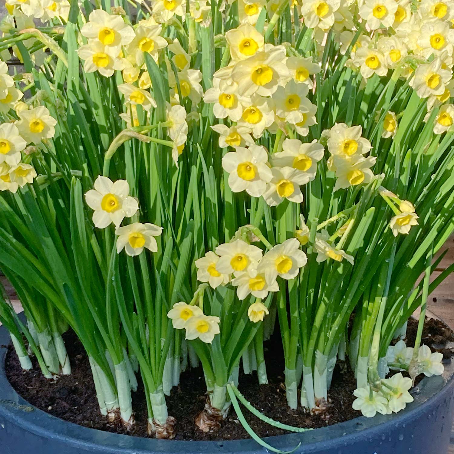 Narcissus 'Minnow' - 20 Bulbs | Buy Daffodil Bulbs Online | Daffodil ...