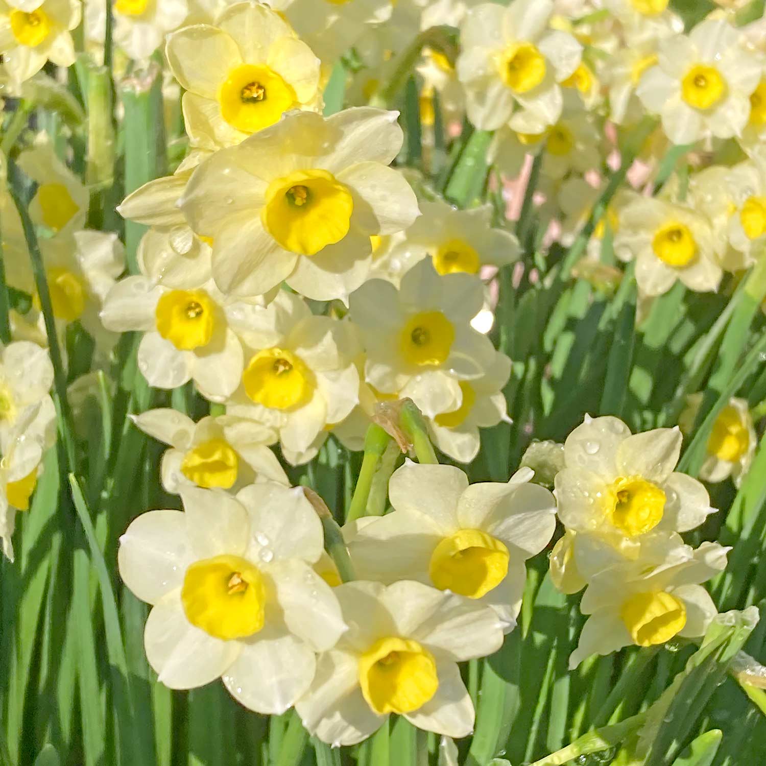 Narcissus 'Minnow' - 20 Bulbs | Buy Daffodil Bulbs Online | Daffodil ...