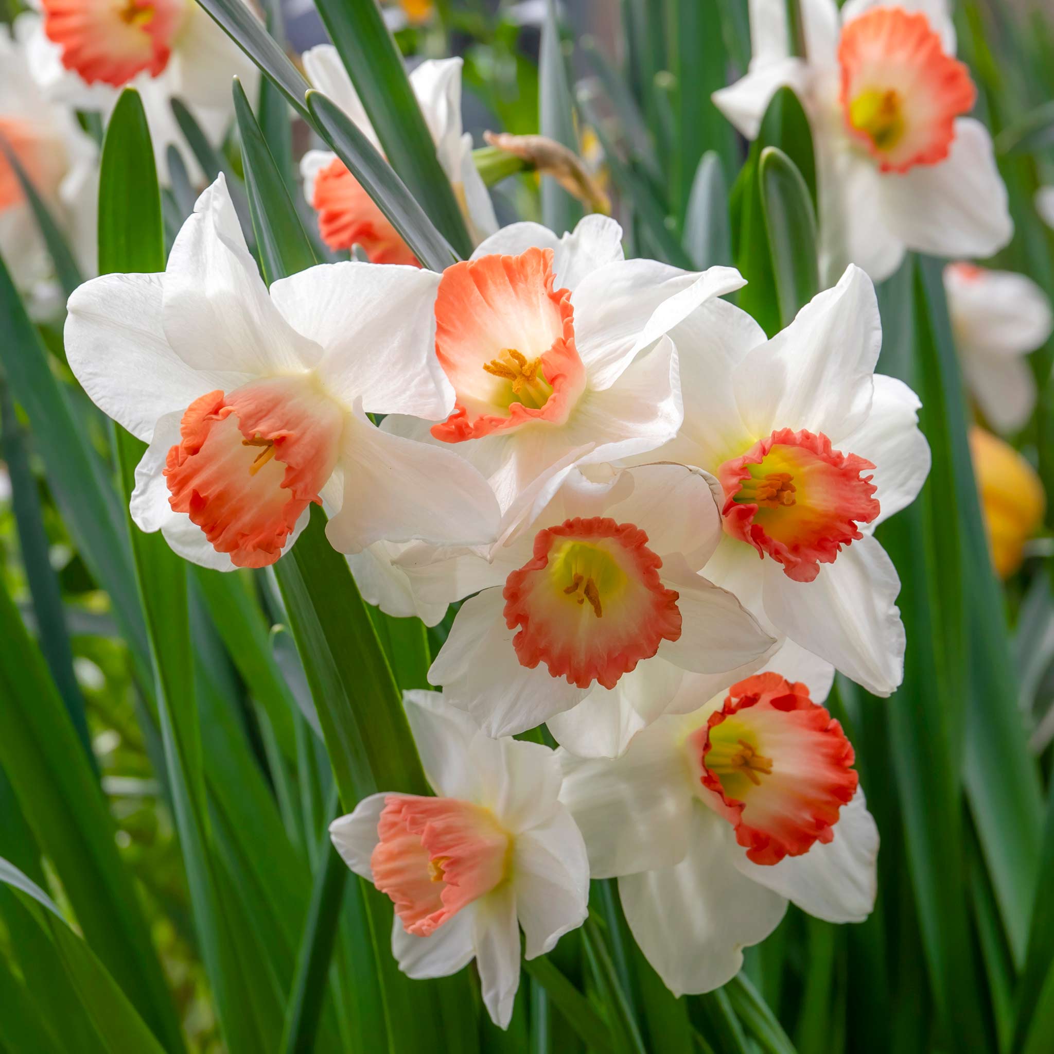 Daffodil Bulbs 'Pink Charm' | Marshalls Garden