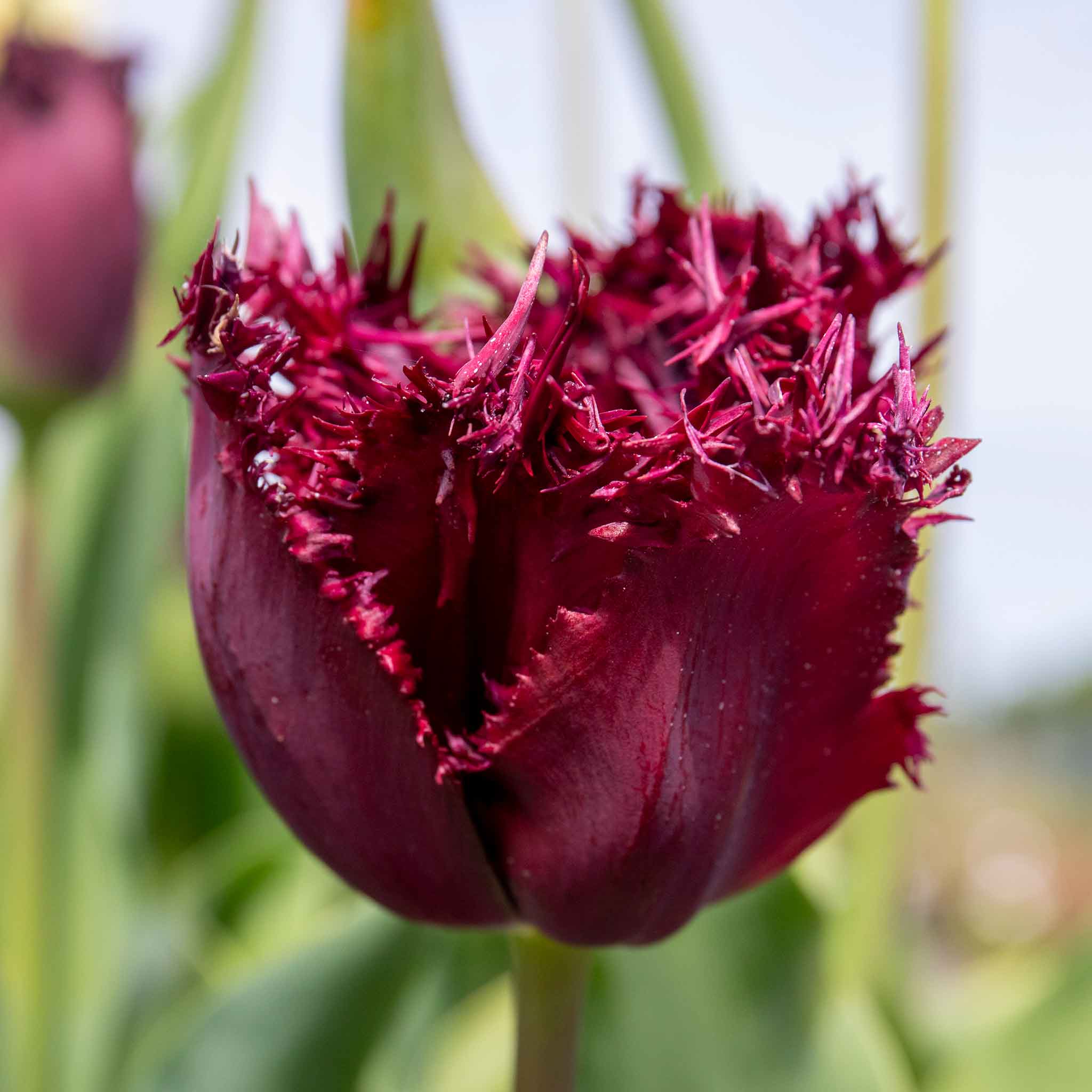Tulip Bulbs 'Labrador' | Marshalls Garden