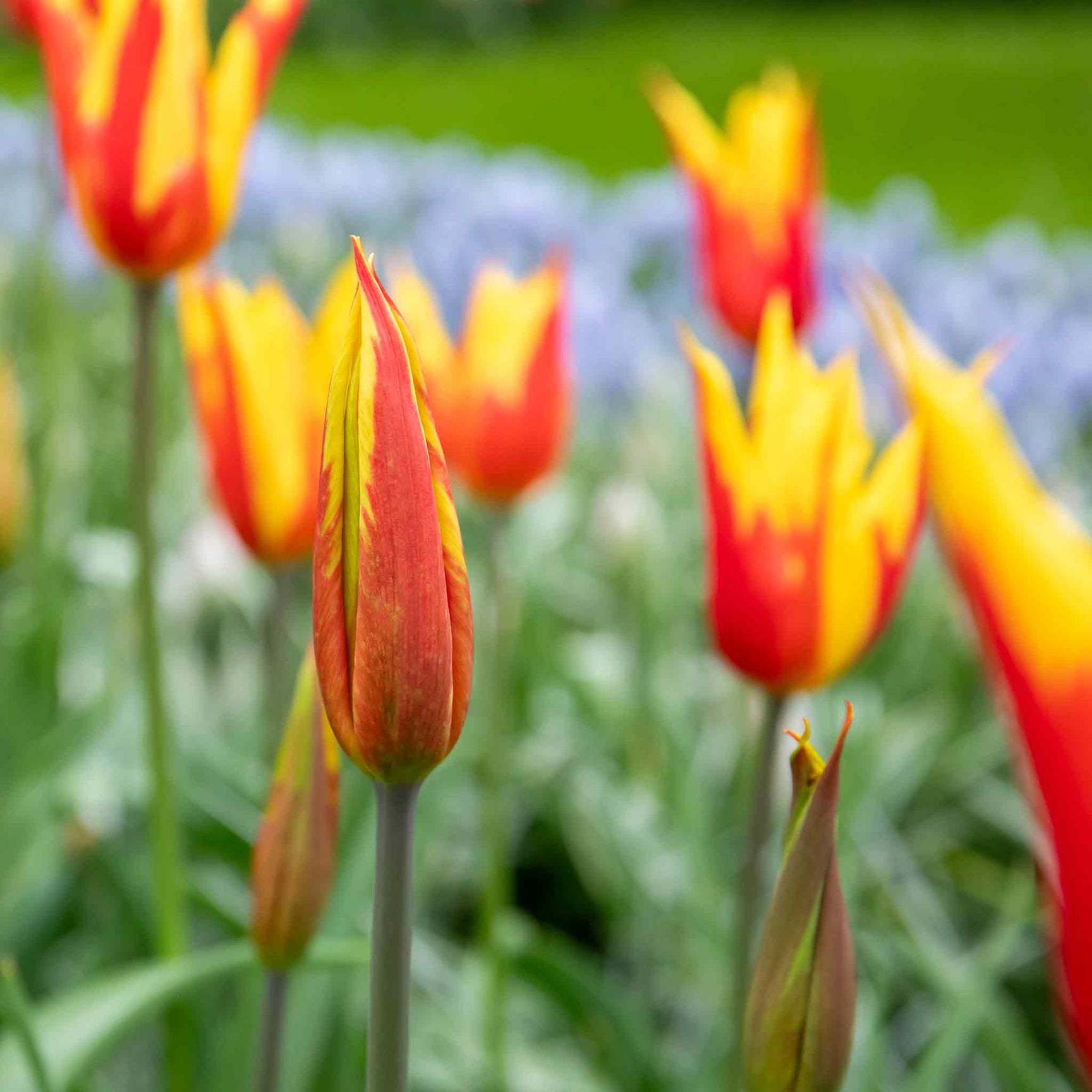Tulip 'Firewings' - 10 Bulbs | Buy Tulip Bulbs Online | Tulip Bulbs for ...