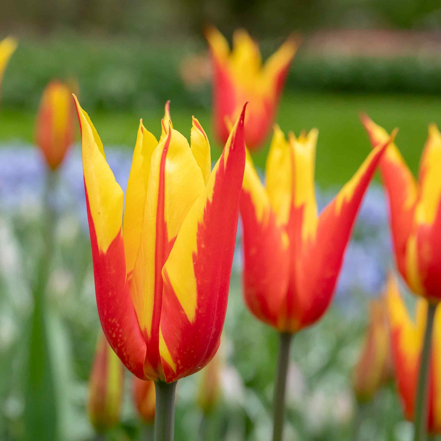 Tulip 'Firewings' - 10 Bulbs | Buy Tulip Bulbs Online | Tulip Bulbs for ...