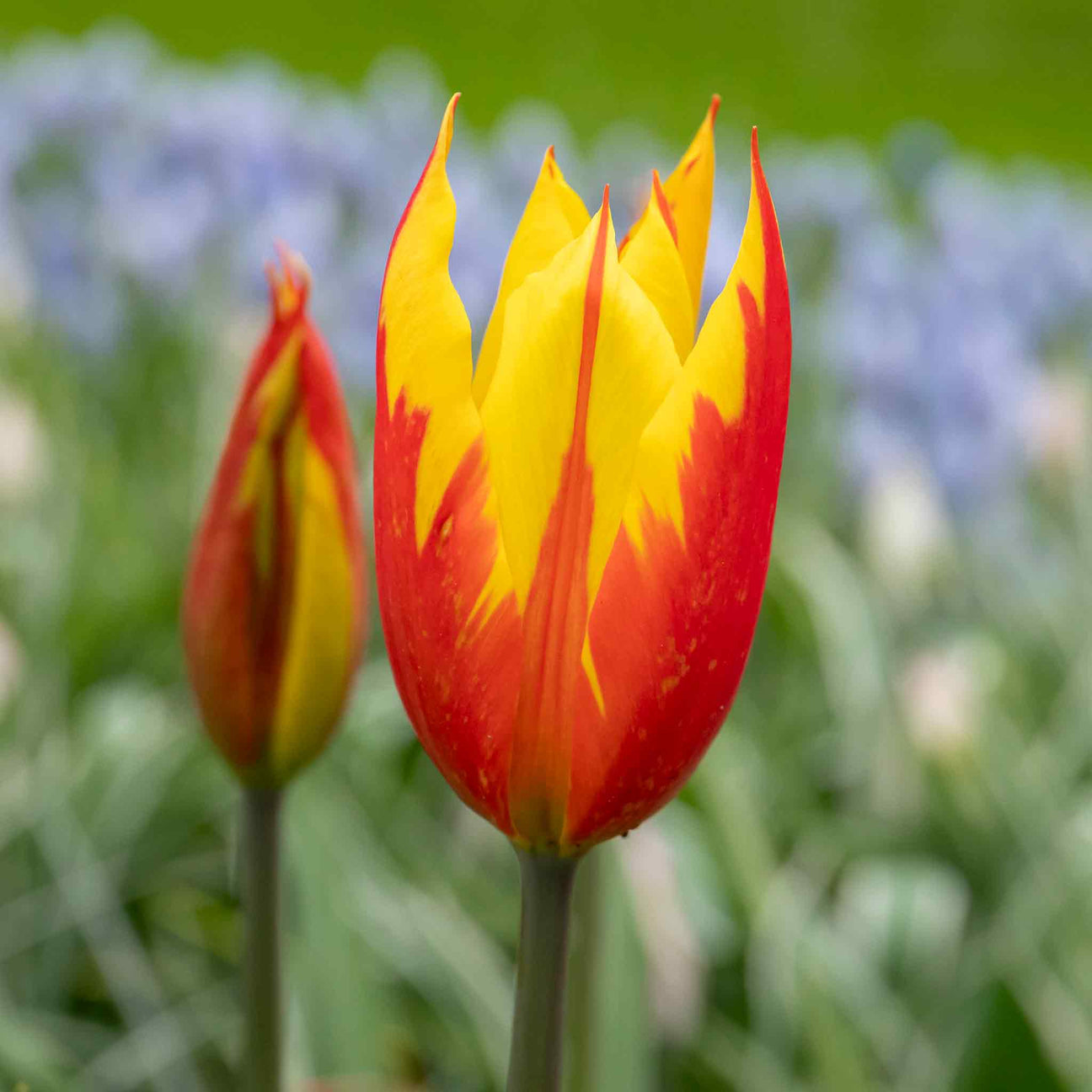 Tulip 'Firewings' - 10 Bulbs | Buy Tulip Bulbs Online | Tulip Bulbs for ...
