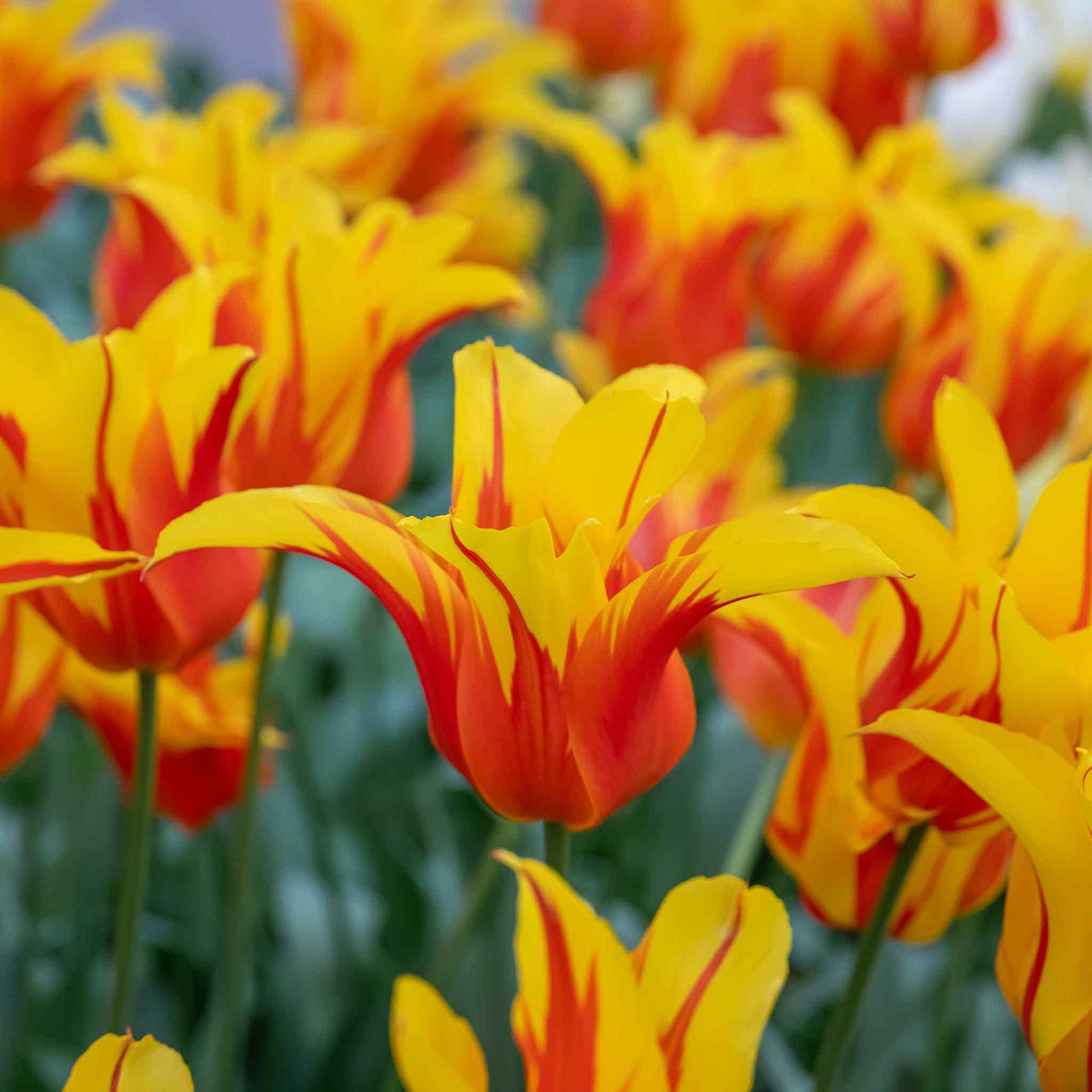 Tulip 'Firewings' - 10 Bulbs | Buy Tulip Bulbs Online | Tulip Bulbs for ...