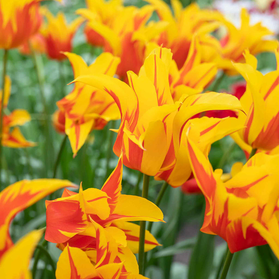 Tulip 'Firewings' - 10 Bulbs | Buy Tulip Bulbs Online | Tulip Bulbs for ...