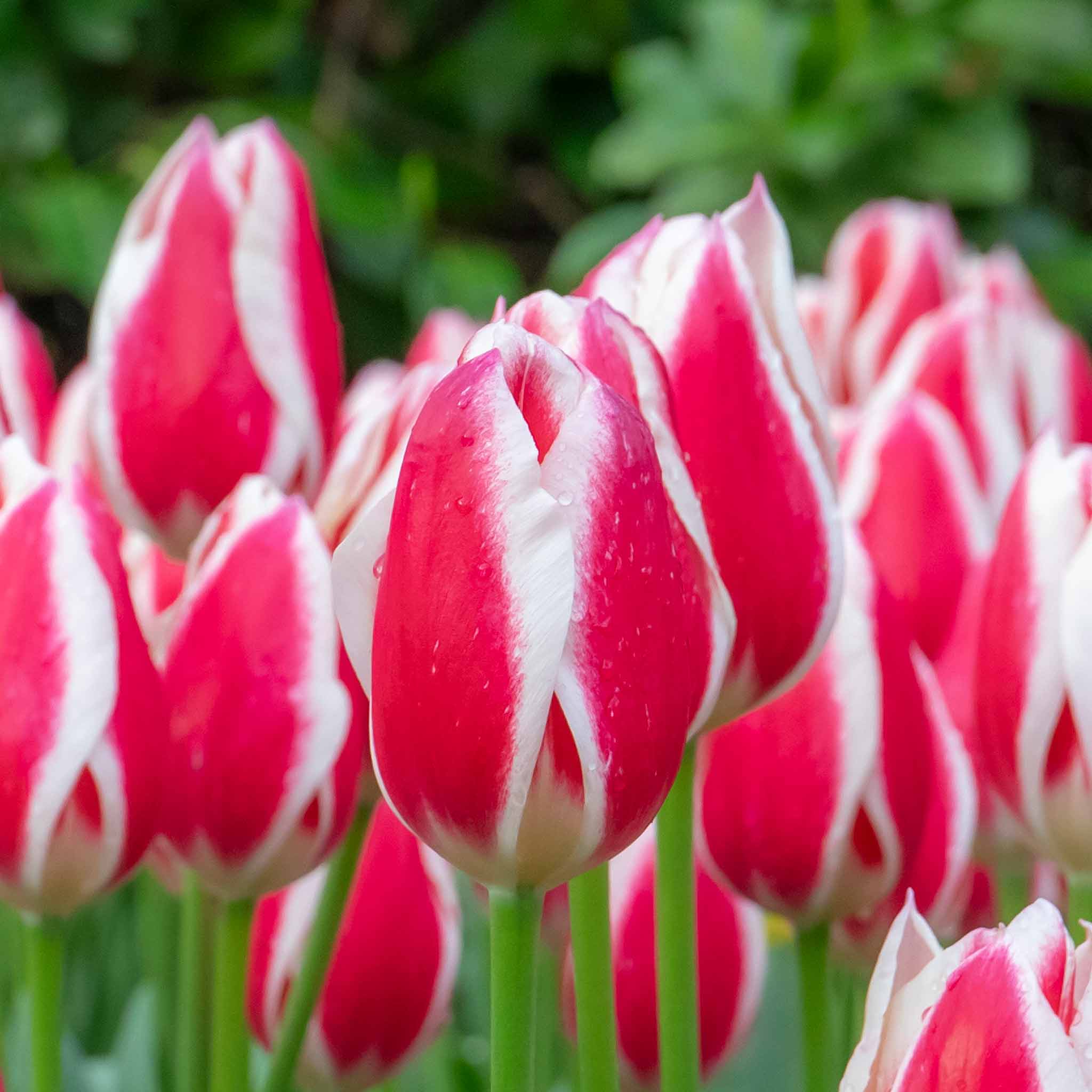 Tulip Bulbs 'Candy Apple Delight' | Marshalls Garden