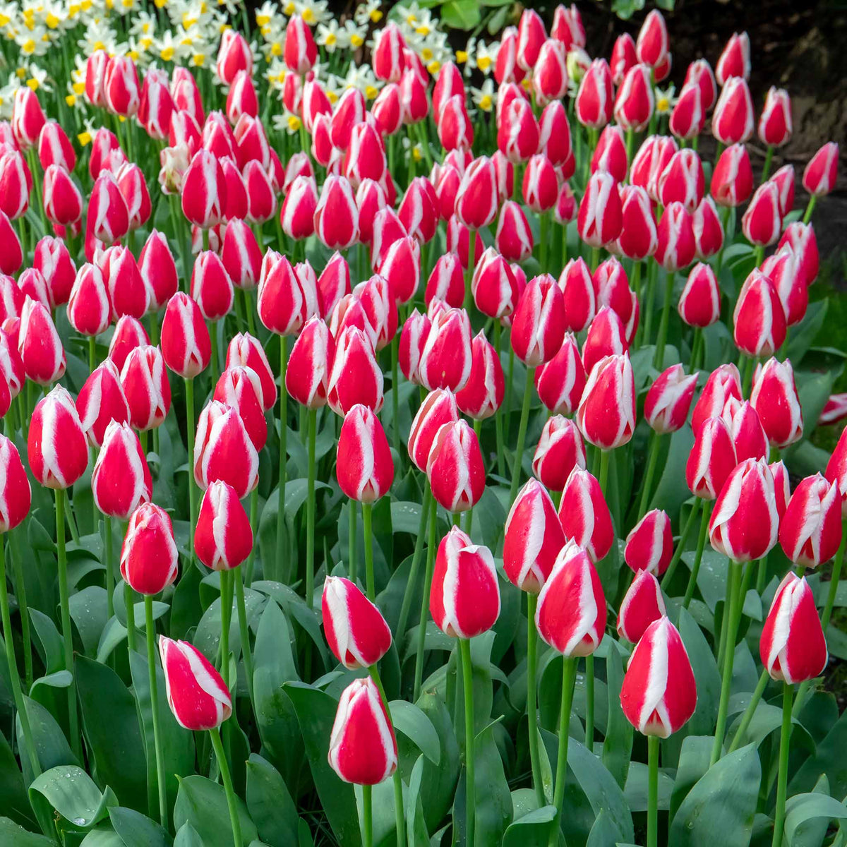 Tulip 'Candy Apple Delight' - 10 Bulbs | Buy Tulip Bulbs Online | Tulip ...
