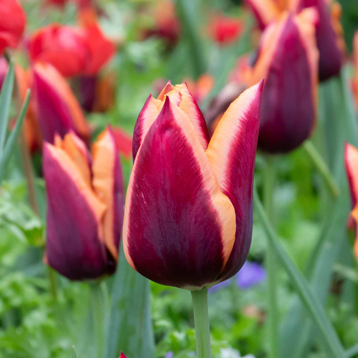 Tulip 'Slawa' - 10 Bulbs | Buy Tulip Bulbs Online | Tulip Bulbs for ...