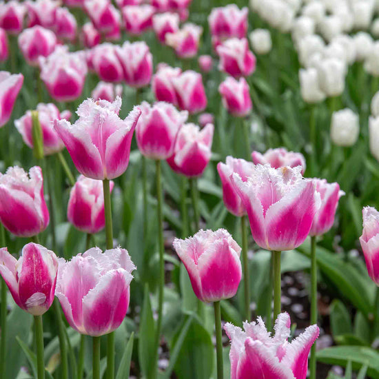 Tulip Bulbs 'Siesta' | Marshalls Garden