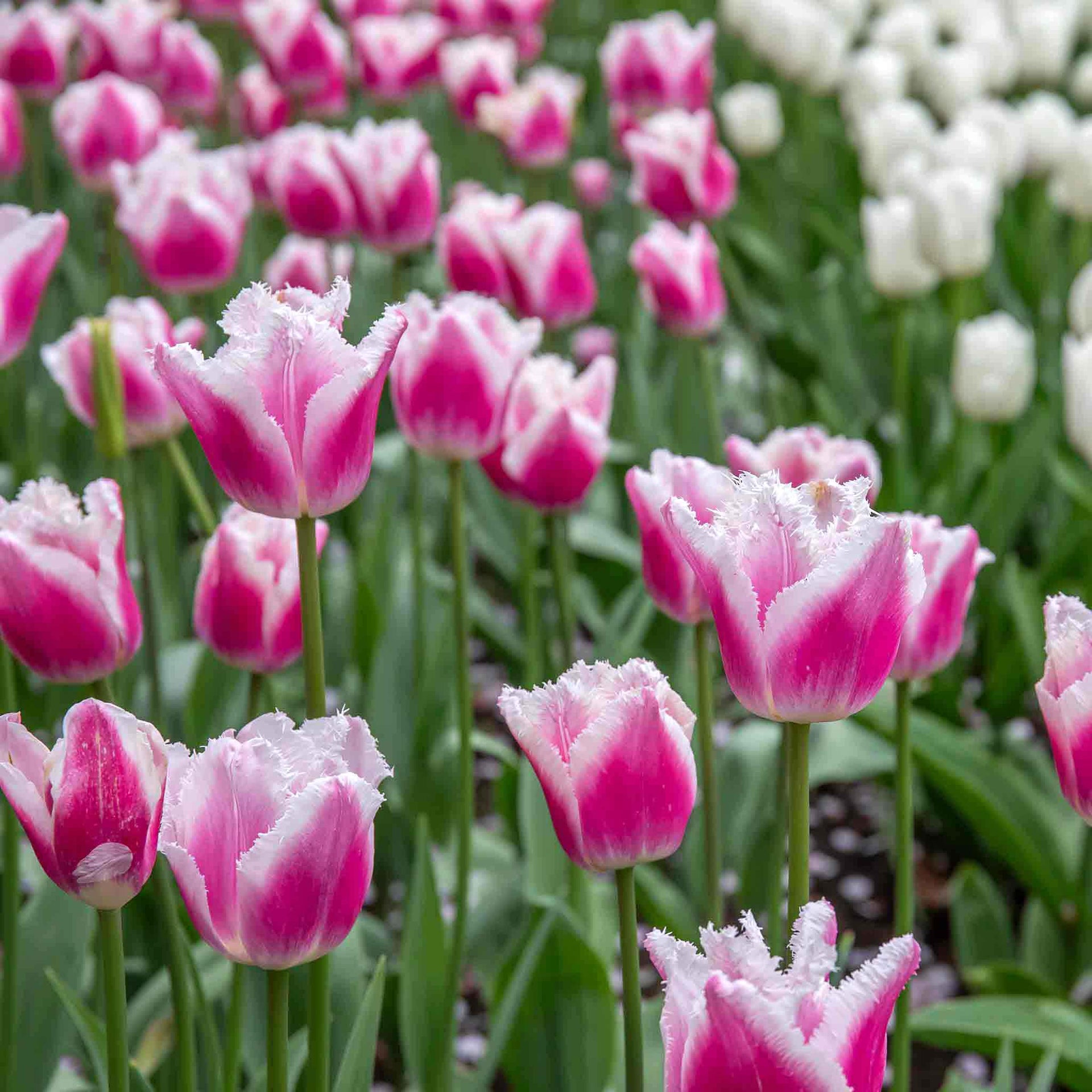 Tulip 'Siesta' - 10 Bulbs | Buy Tulip Bulbs Online | Tulip Bulbs for ...