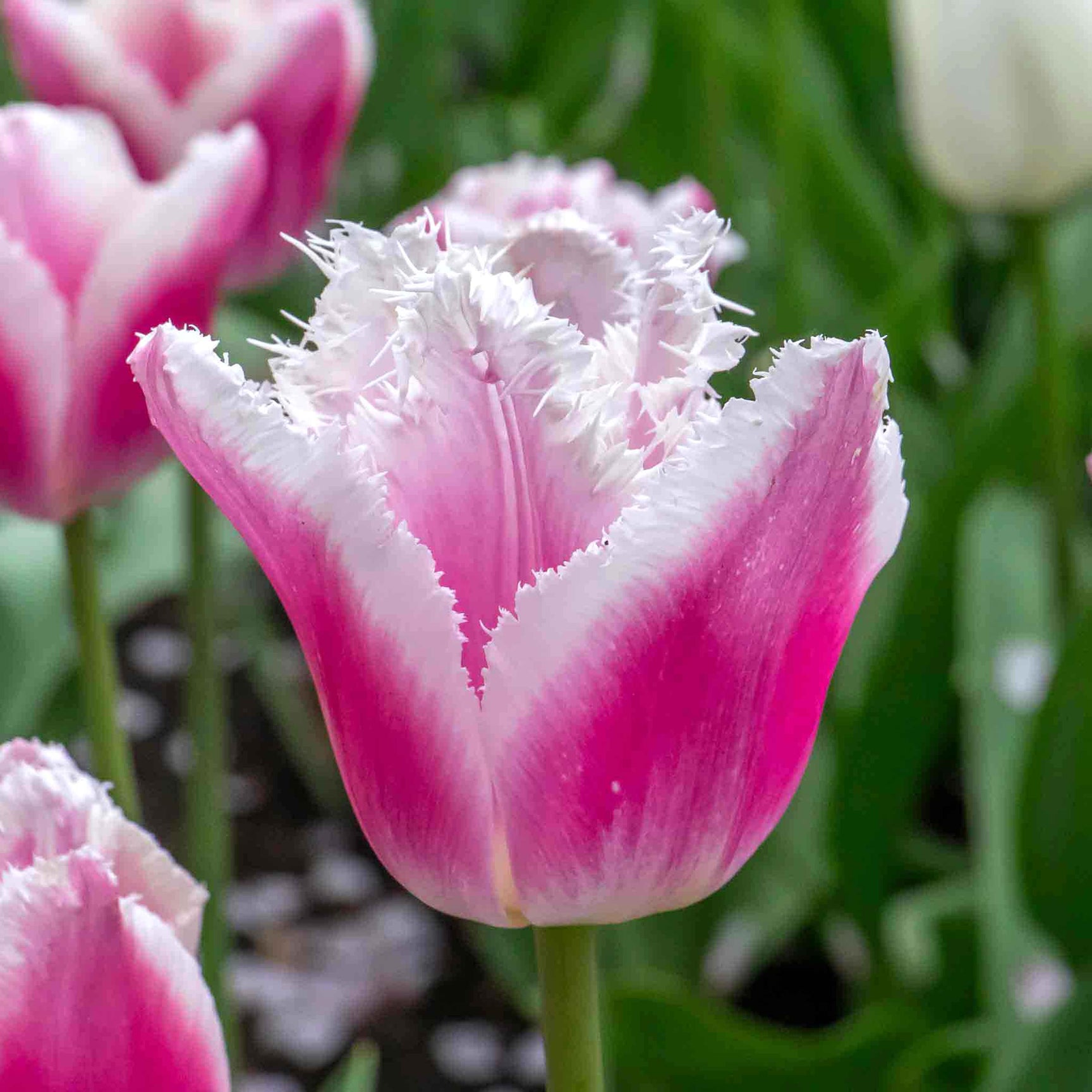 Tulip 'Siesta' - 10 Bulbs | Buy Tulip Bulbs Online | Tulip Bulbs for ...