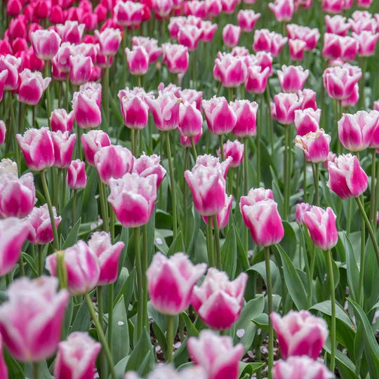 Tulip 'Siesta' - 10 Bulbs | Buy Tulip Bulbs Online | Tulip Bulbs for ...