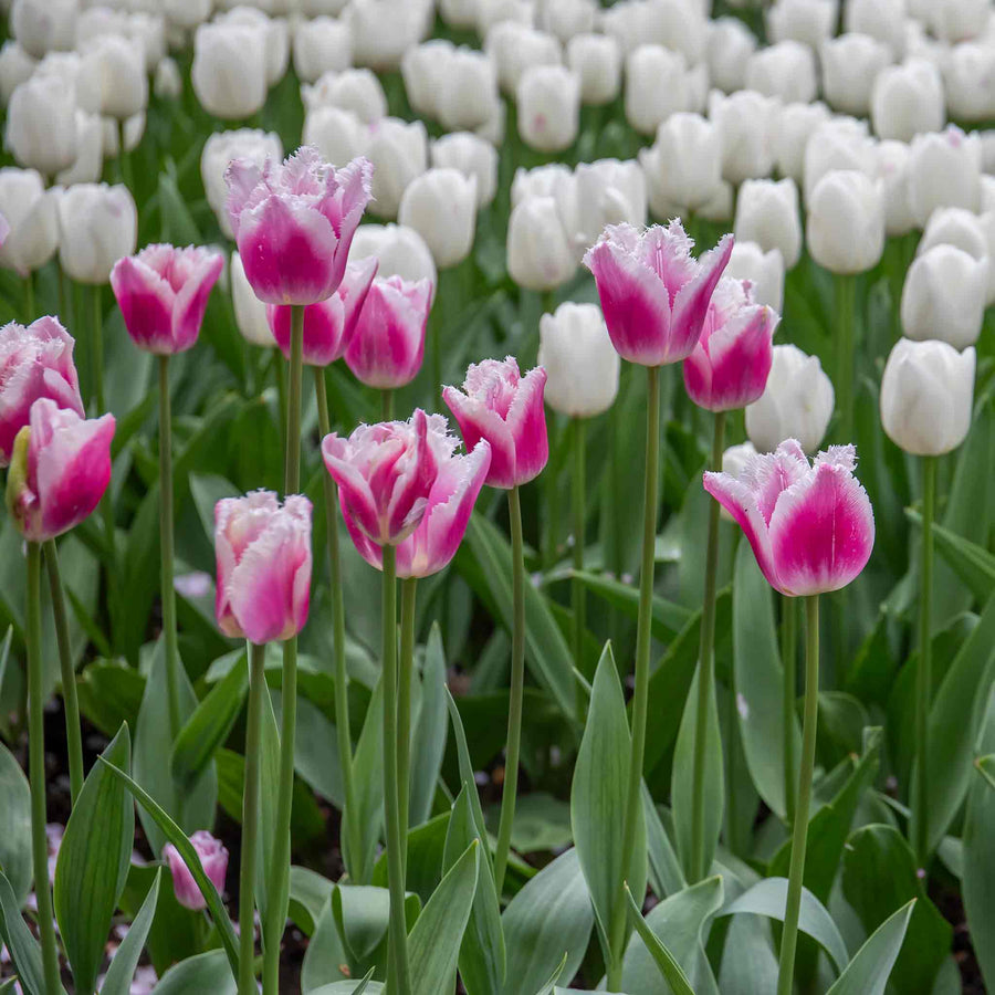 Tulip 'Siesta' - 10 Bulbs | Buy Tulip Bulbs Online | Tulip Bulbs for ...