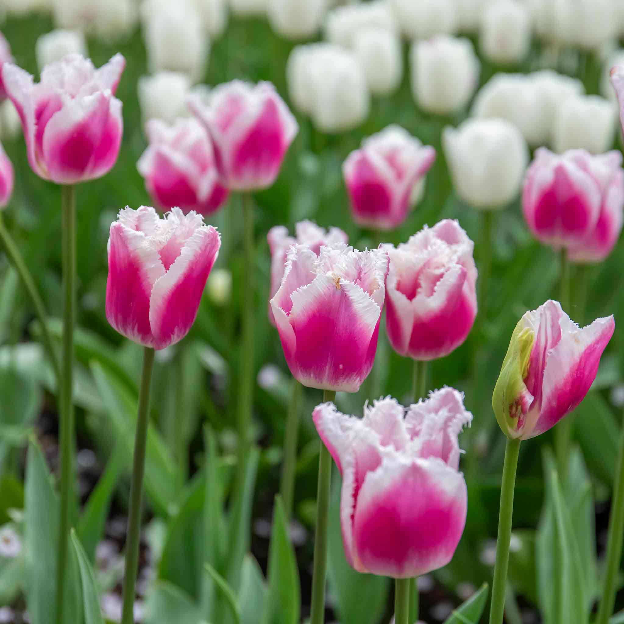 Tulip 'Siesta' - 10 Bulbs | Buy Tulip Bulbs Online | Tulip Bulbs for ...