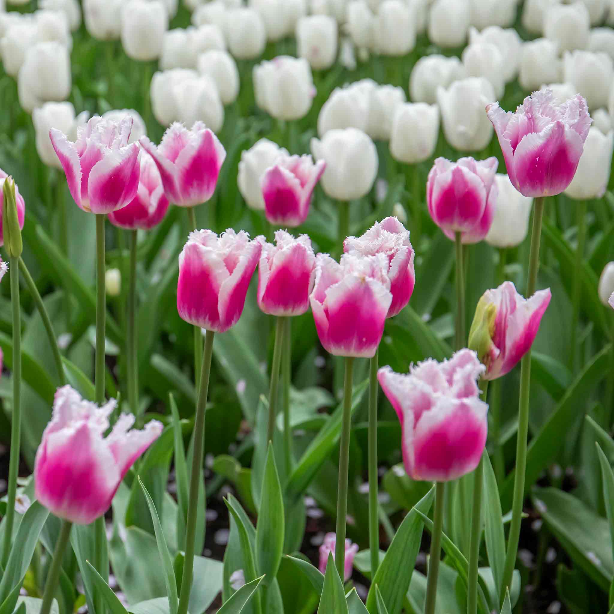 Tulip 'Siesta' - 10 Bulbs | Buy Tulip Bulbs Online | Tulip Bulbs for ...
