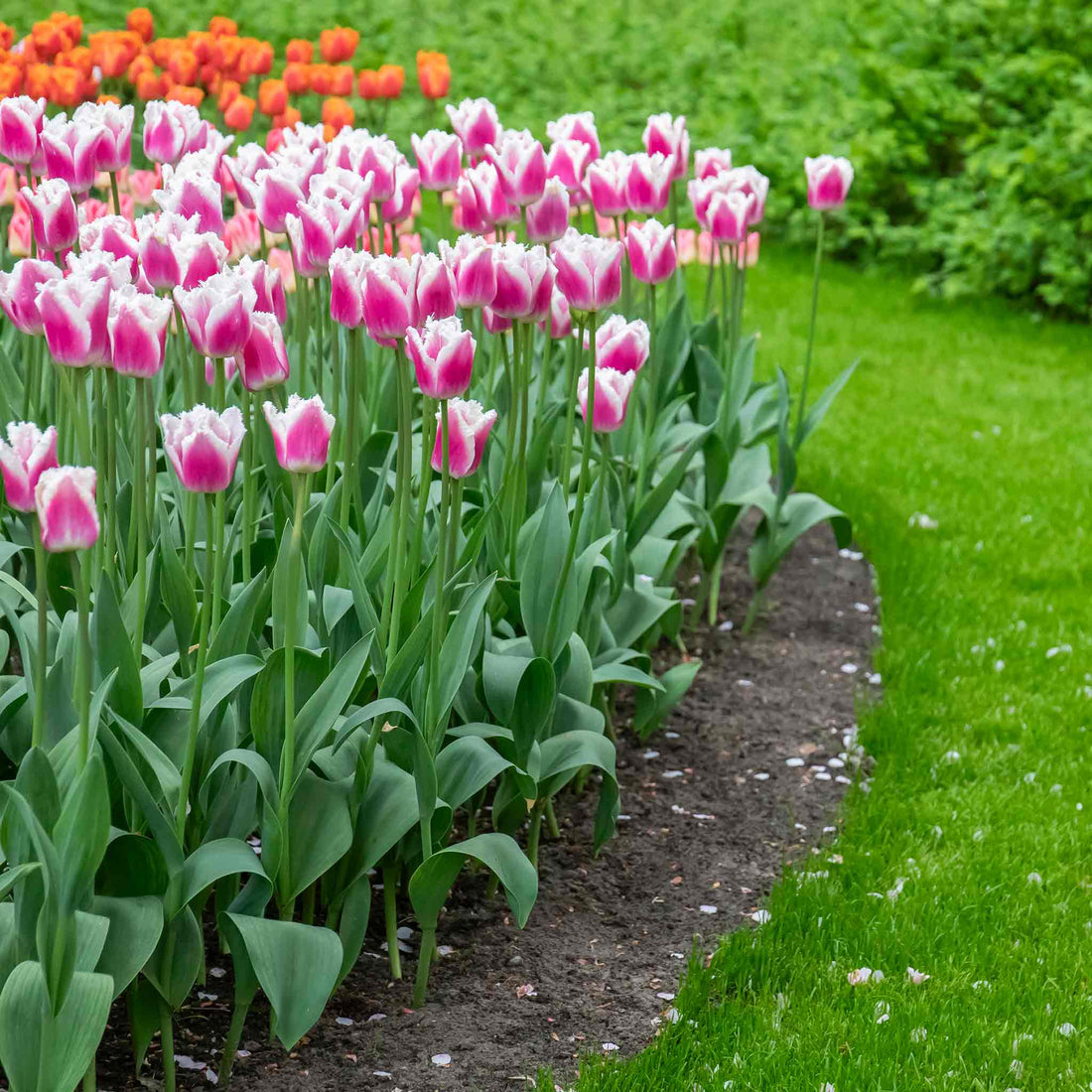 Tulip Bulbs 'Siesta' | Marshalls Garden