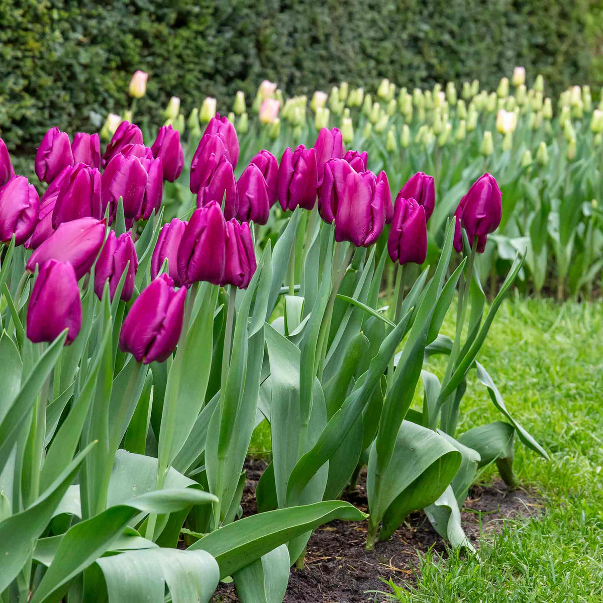 Tulip 'Purple Prince' - 10 Bulbs | Buy Tulip Bulbs Online | Tulip Bulbs ...