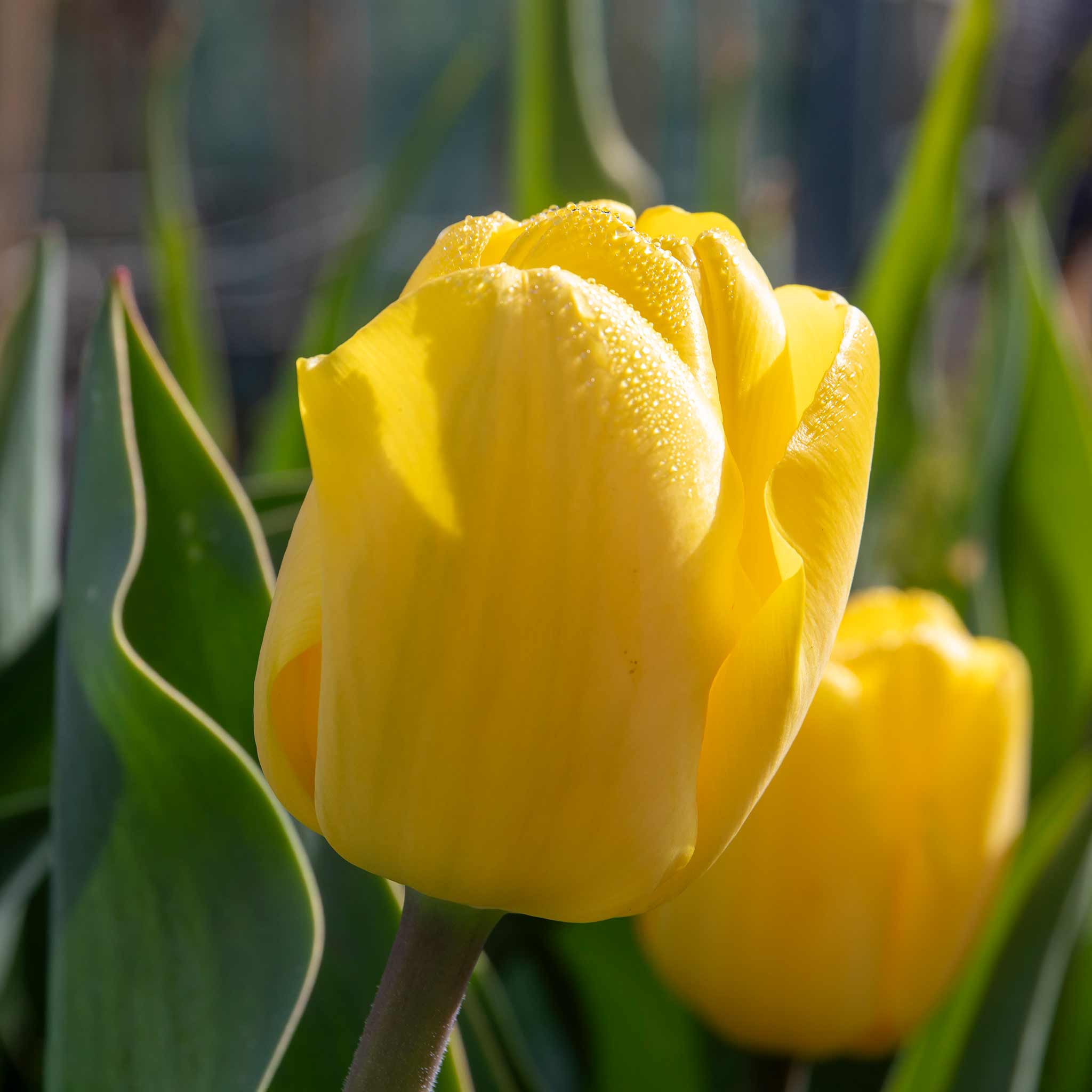 Tulip Bulbs 'World Friendship' | Marshalls Garden