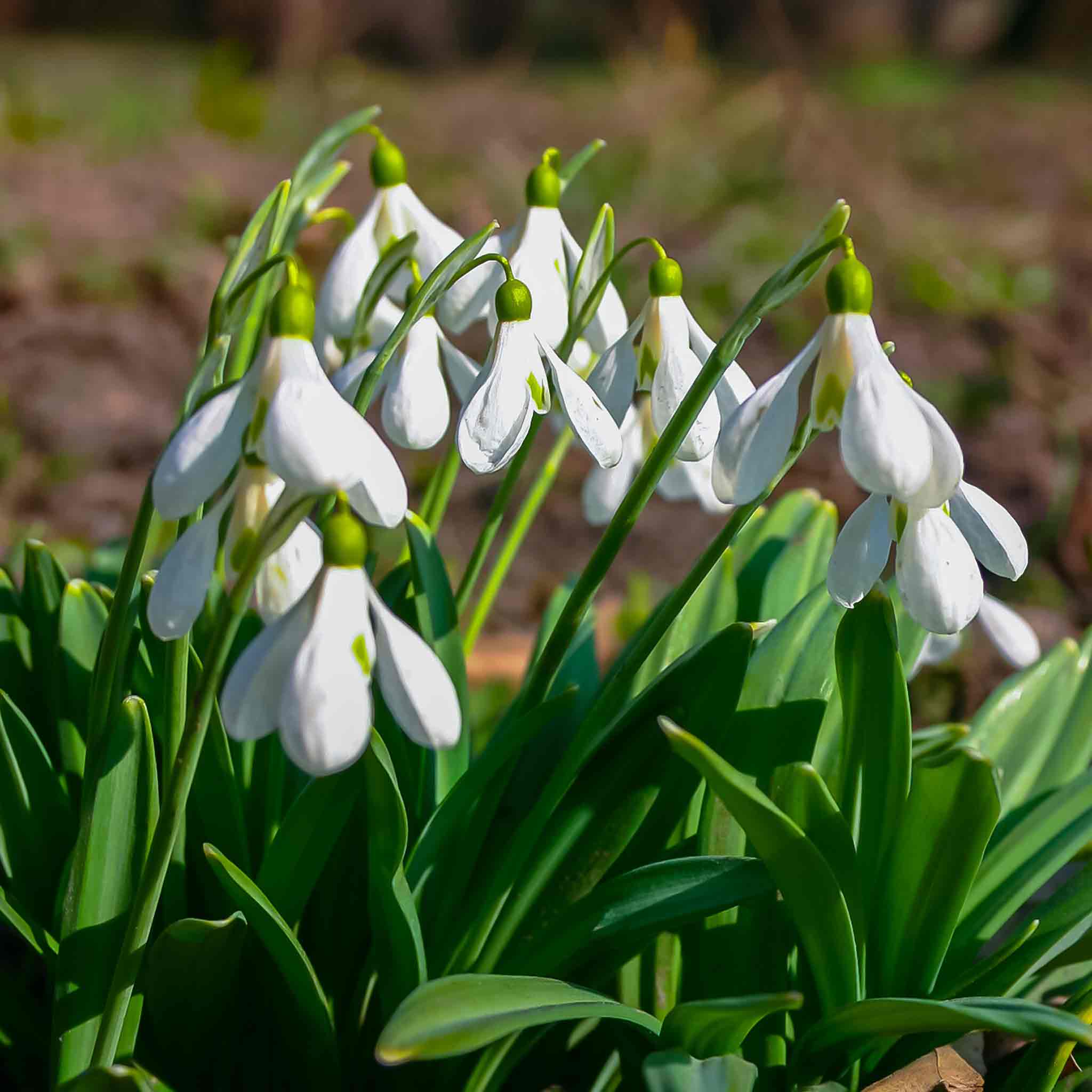 Snowdrop Galanthus elwesii Bulbs | Marshalls Garden