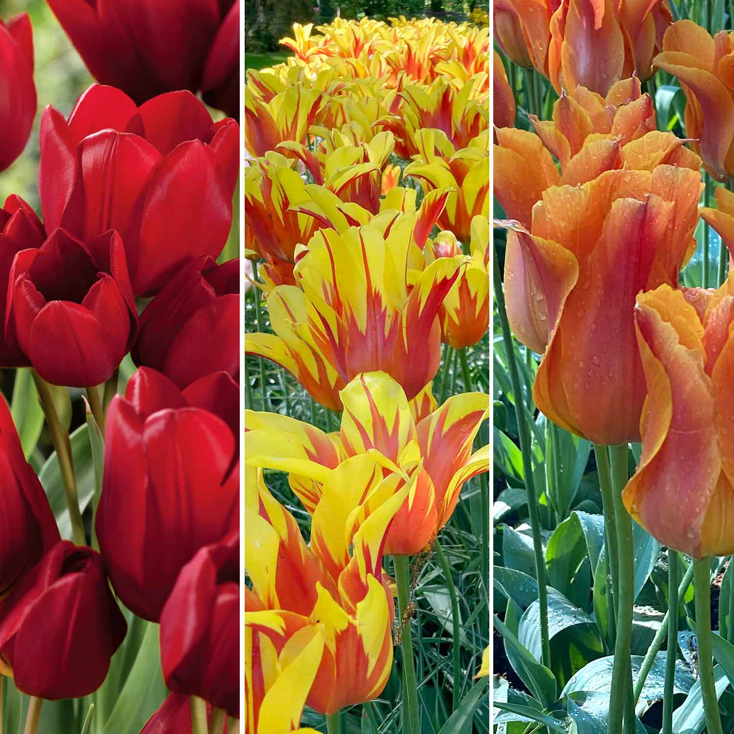 Tulips 'Hot and Spicy' Collection - 30 Bulbs | Marshalls Garden