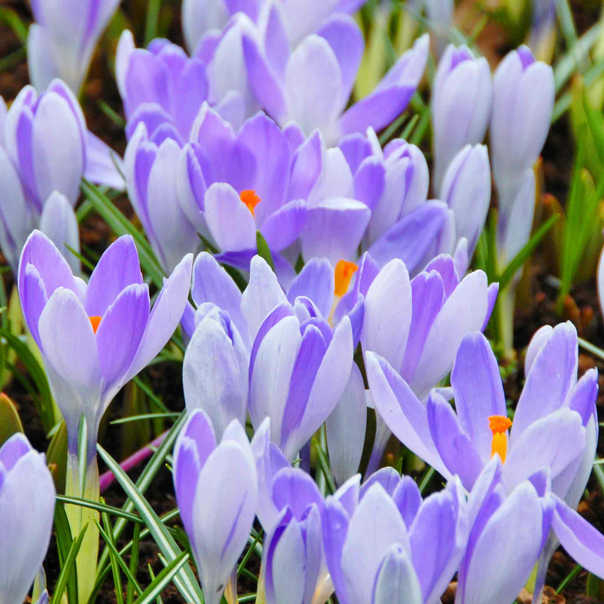 Crocus Bulbs 'Vanguard' | Marshalls Garden