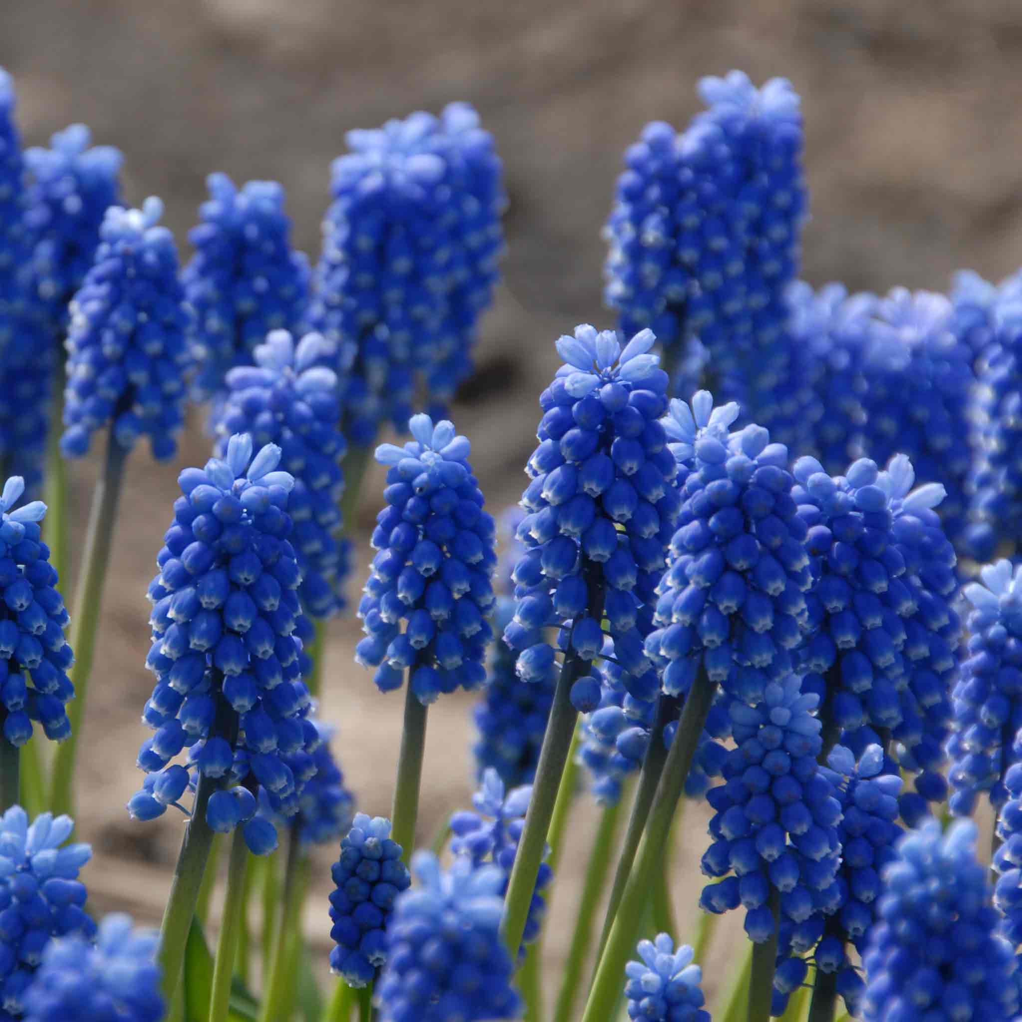Muscari Bulbs 'Blue Magic' | Marshalls Garden