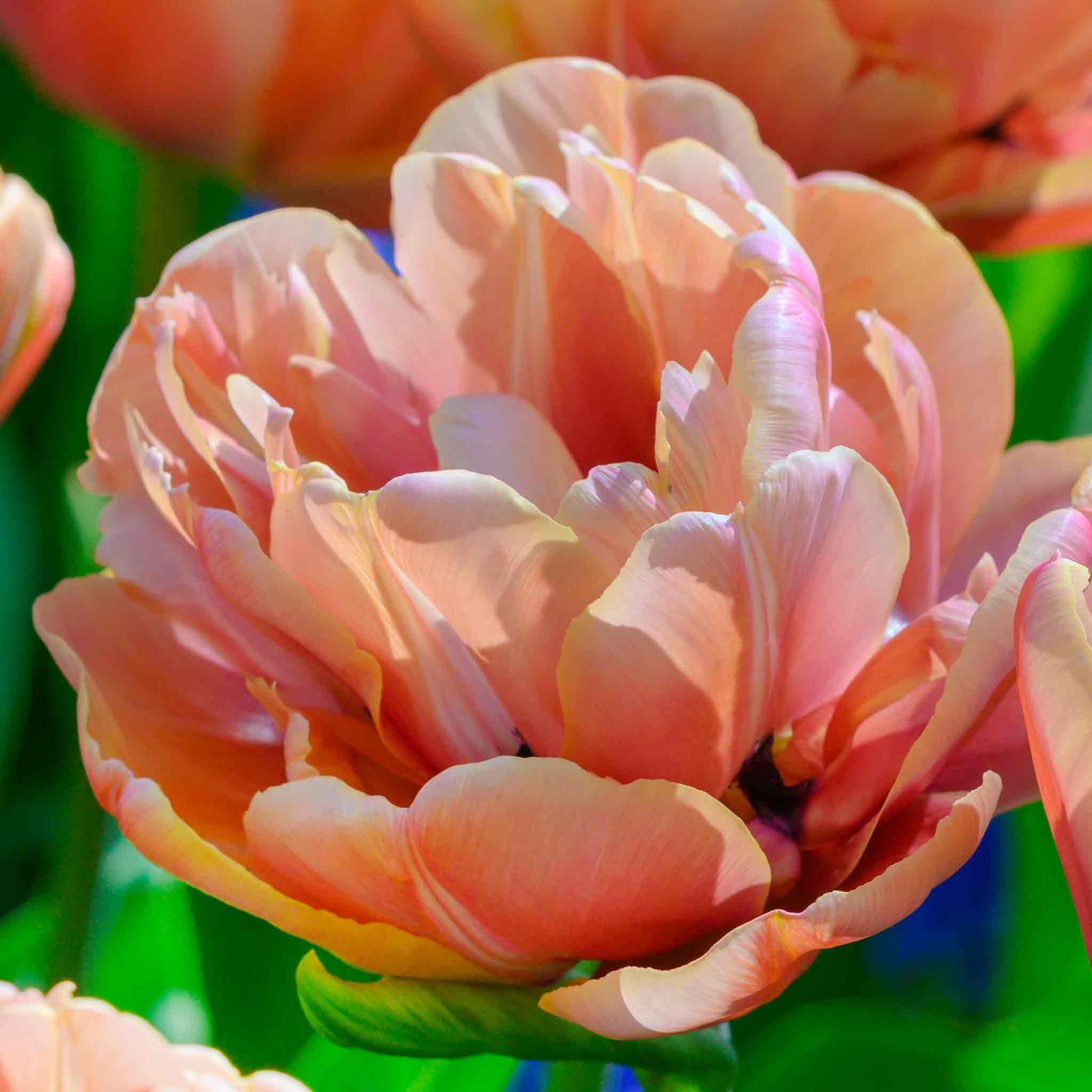 Tulip Bulbs 'Copper Image' | Marshalls Garden