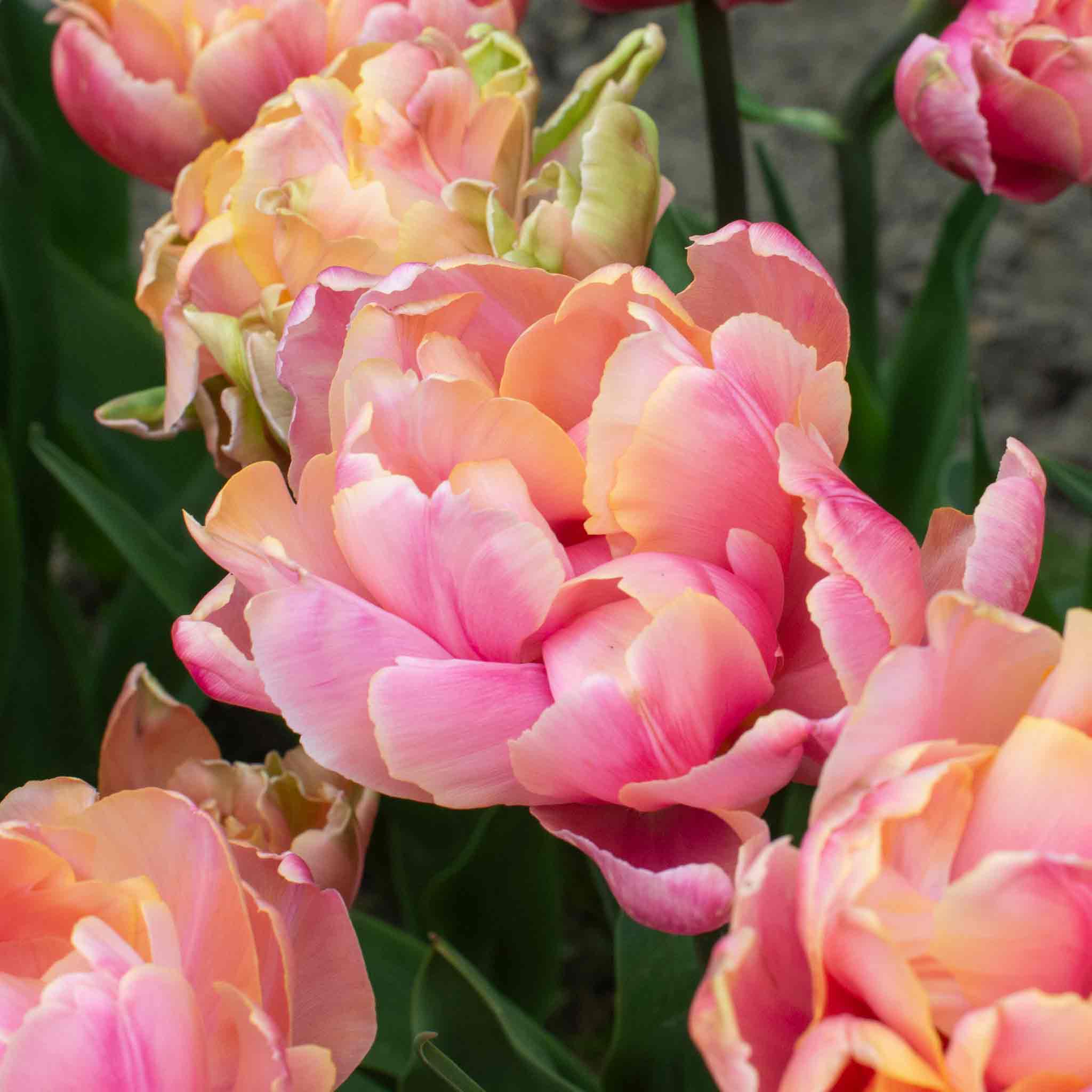 Tulip Bulbs 'Pink Star' | Marshalls Garden