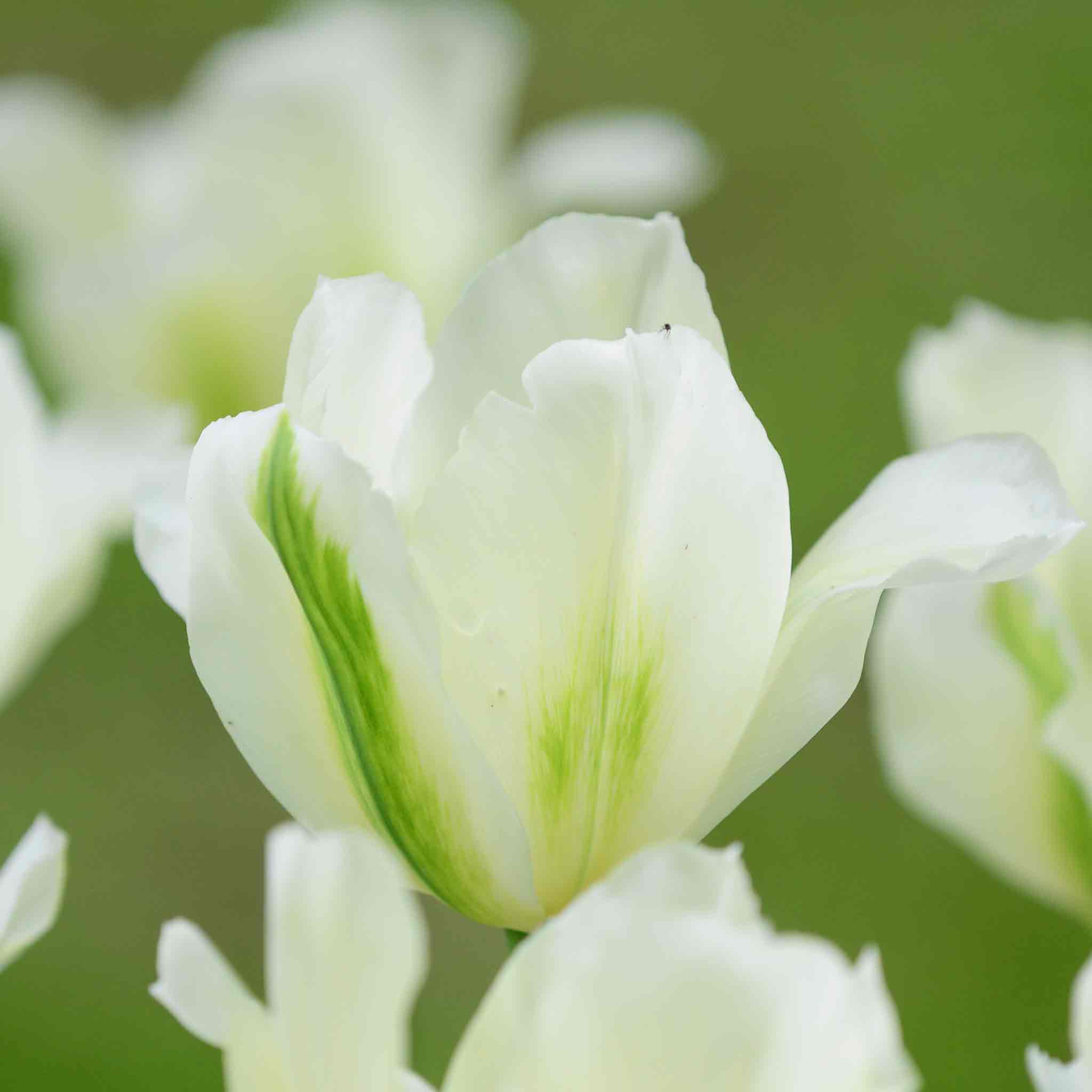 Tulip Bulbs 'Spring Green' | Marshalls Garden