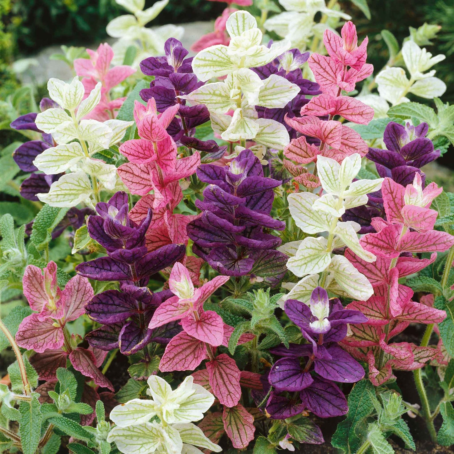 Clary Seeds 'Claryssima' | Marshalls Garden