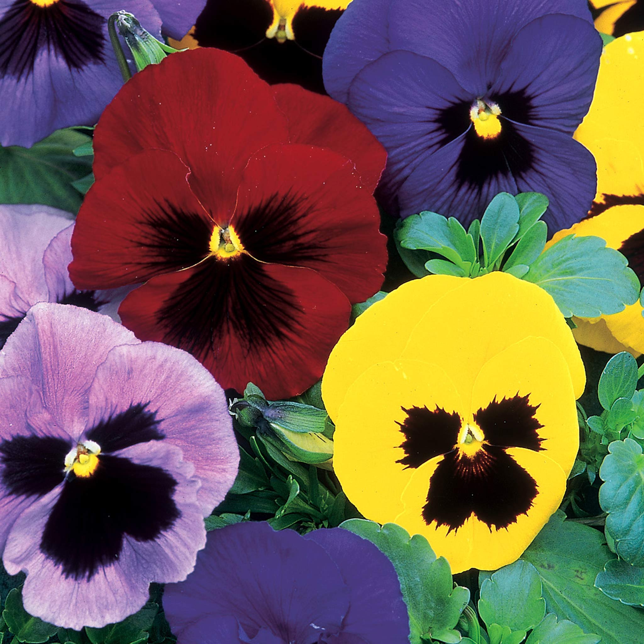 Pansy Seeds 'Winter Flowering Mix ' | Marshalls Garden