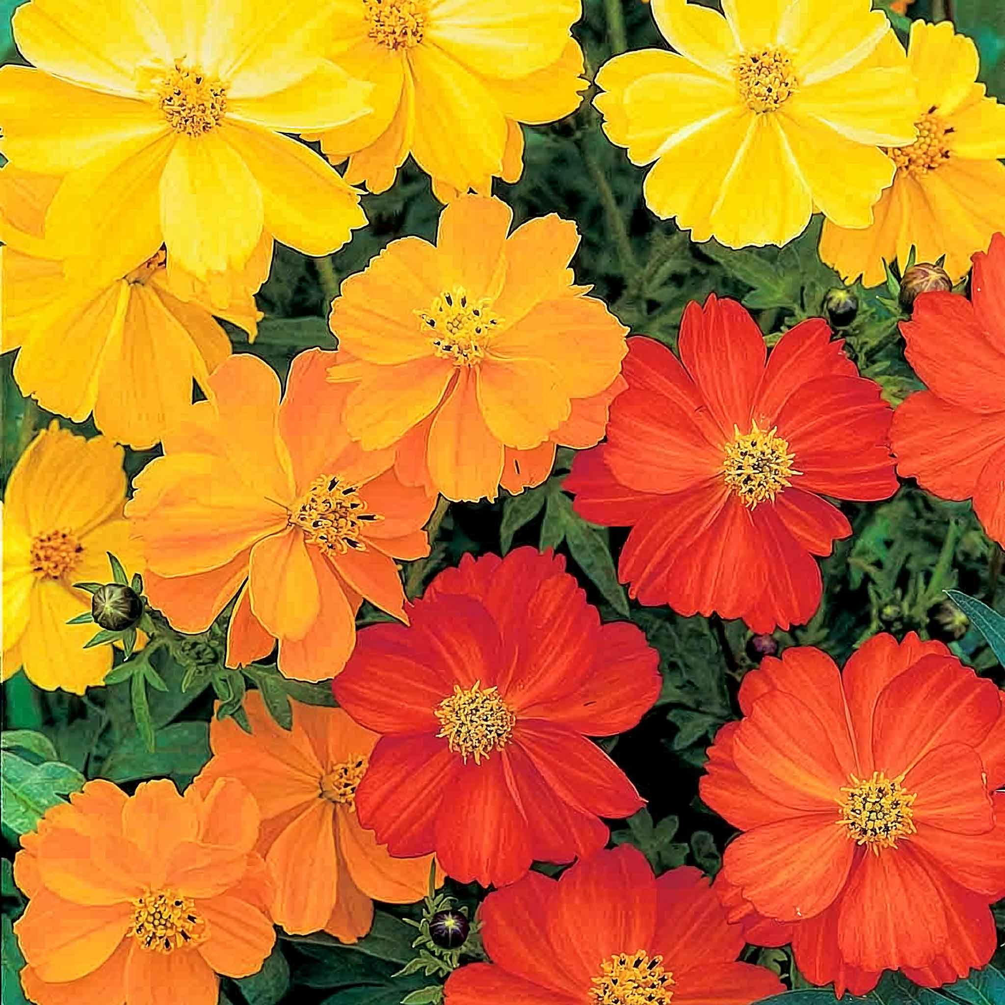 Cosmos Seeds 'Millennium' | Marshalls Garden