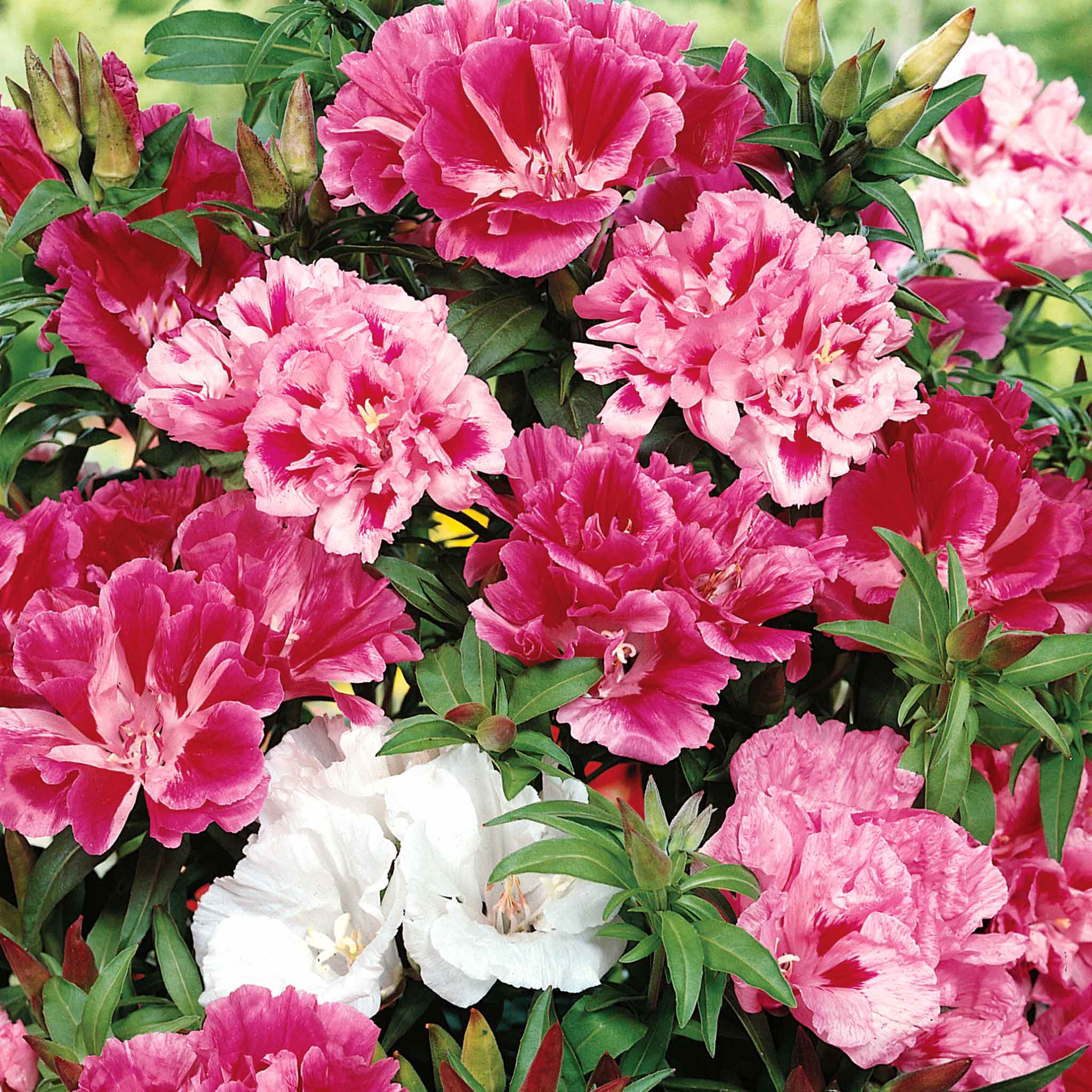 Godetia Seeds 'Azalea Flowered Mix' | Marshalls Garden