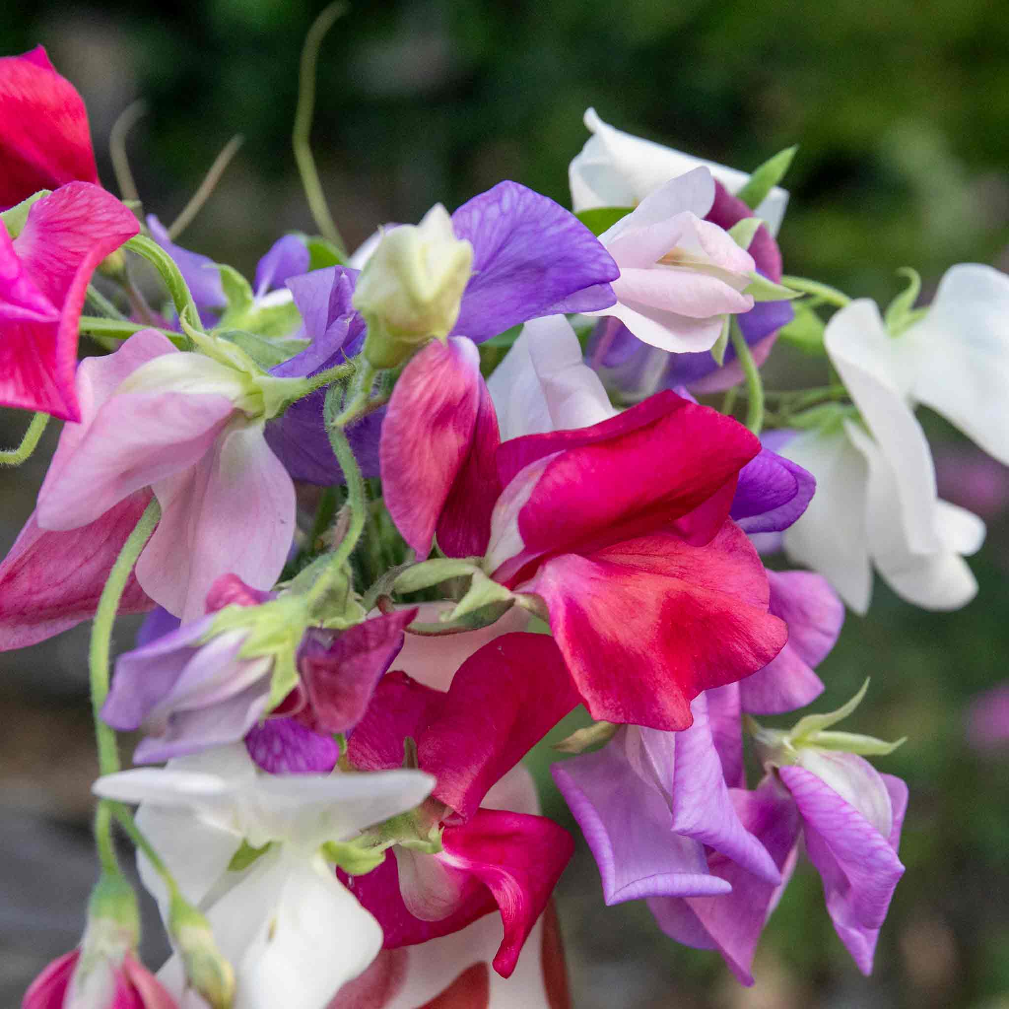 Sweet Pea Seeds 'Galaxy Mix' | Marshalls Garden