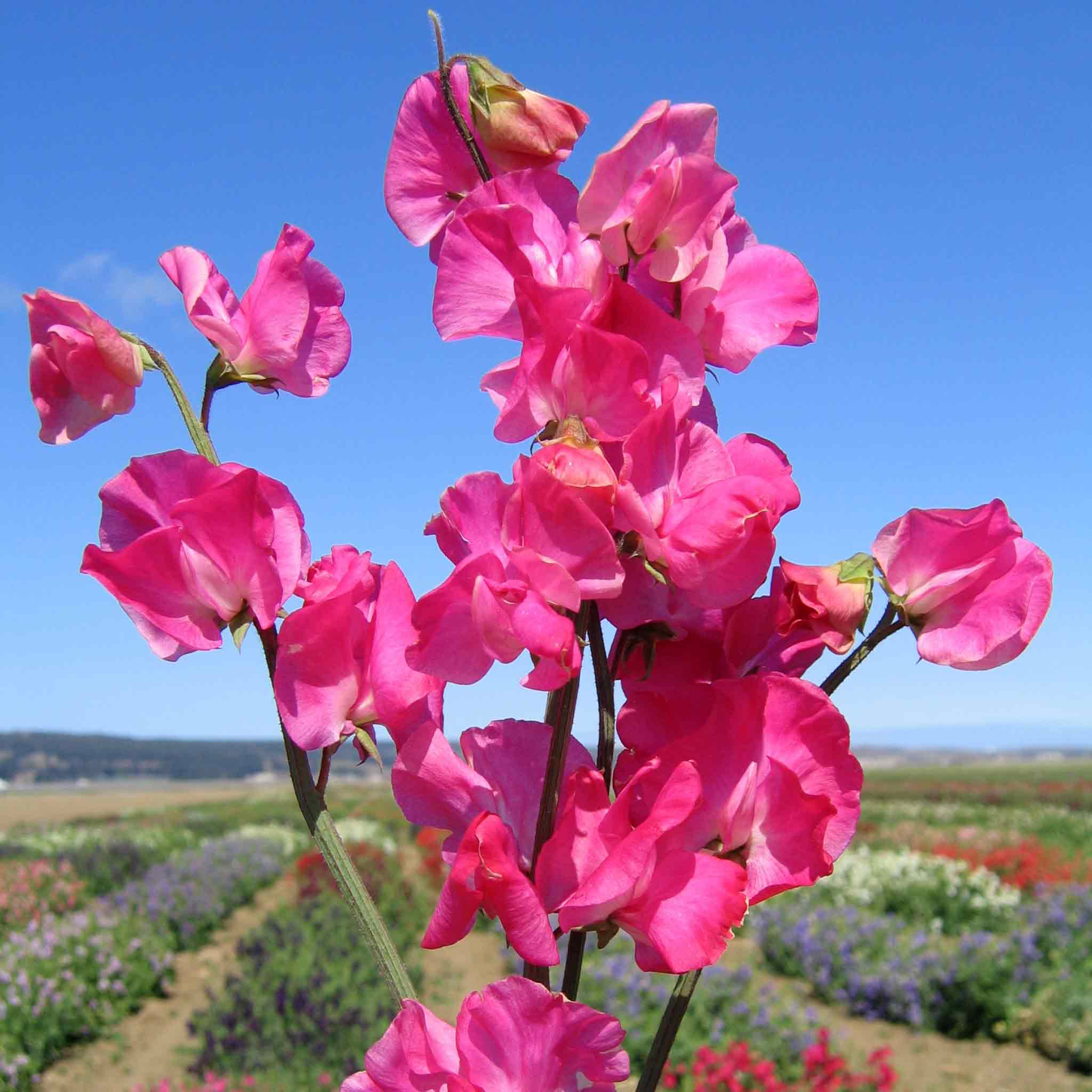 Sweet Pea Seeds 'Elegance Deep Rose' | Marshalls Garden