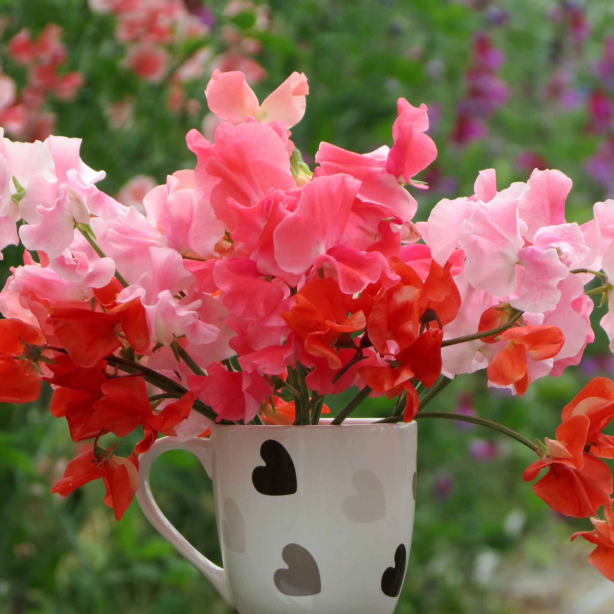 Sweet Pea Seeds 'Peach Melba Mix' | Marshalls Garden