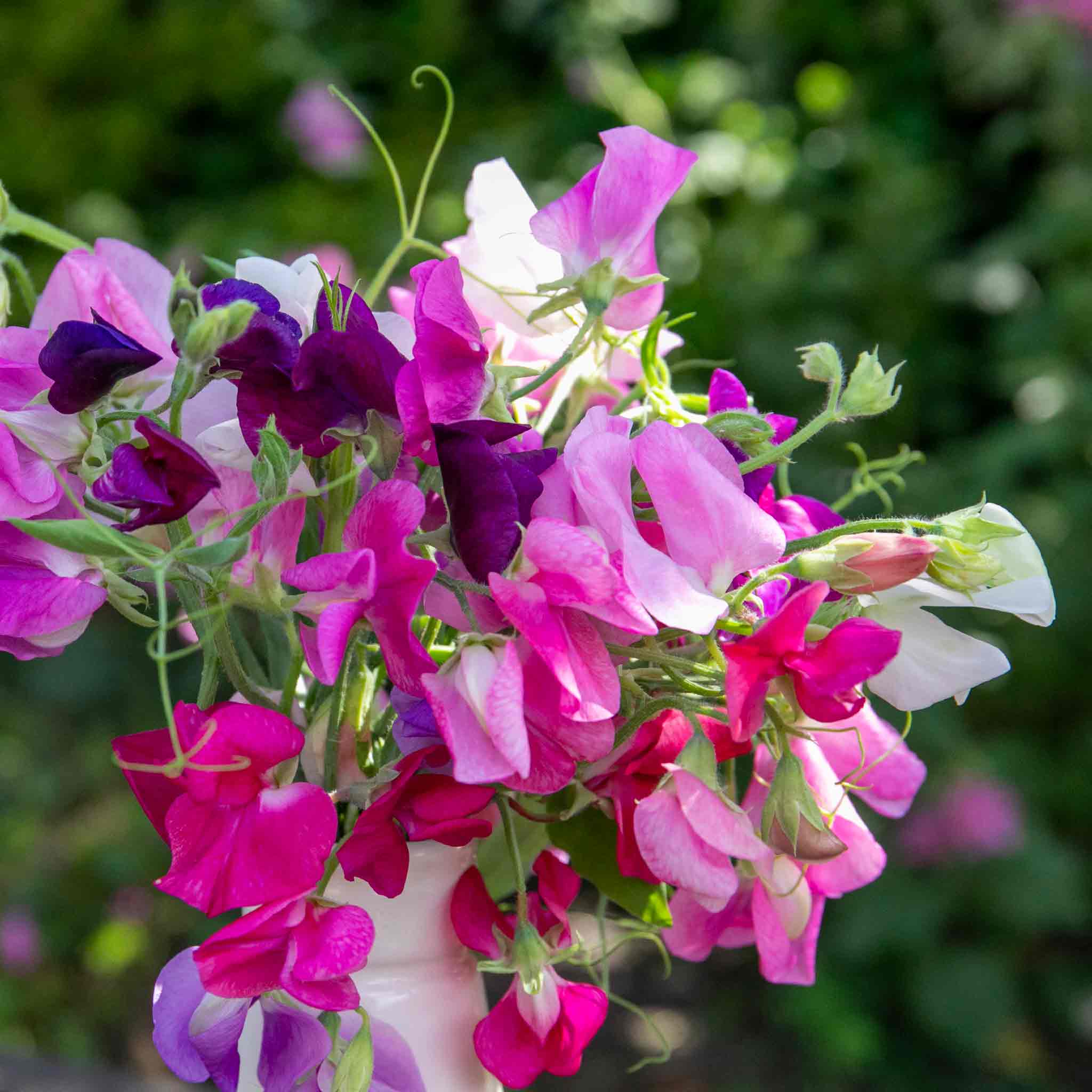 Sweet Pea Seeds 'Unwins 120 Years Mix ' | Marshalls Garden