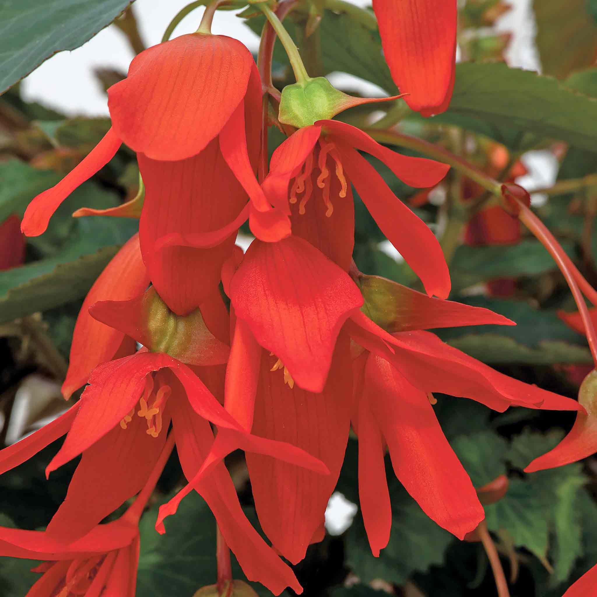 Begonia Seeds 'Groovy Orange' F1 | Marshalls Garden
