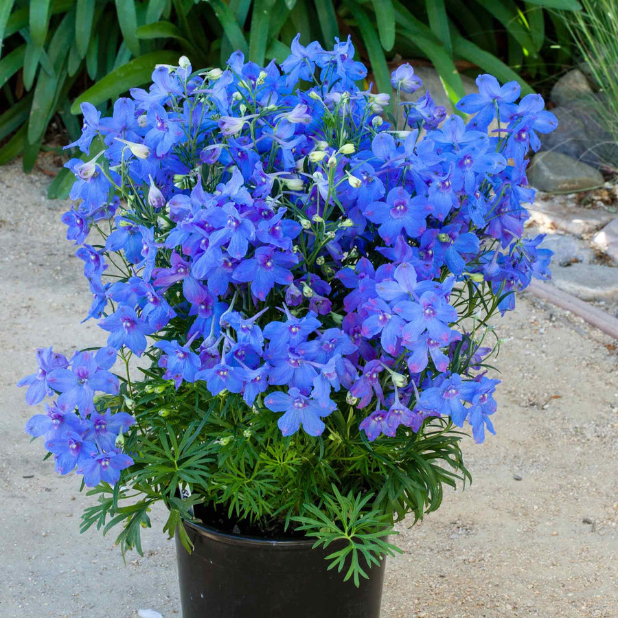 Delphinium Seeds 'Hunky Dory Blue' F1 | Buy Delphinium Seeds Online ...