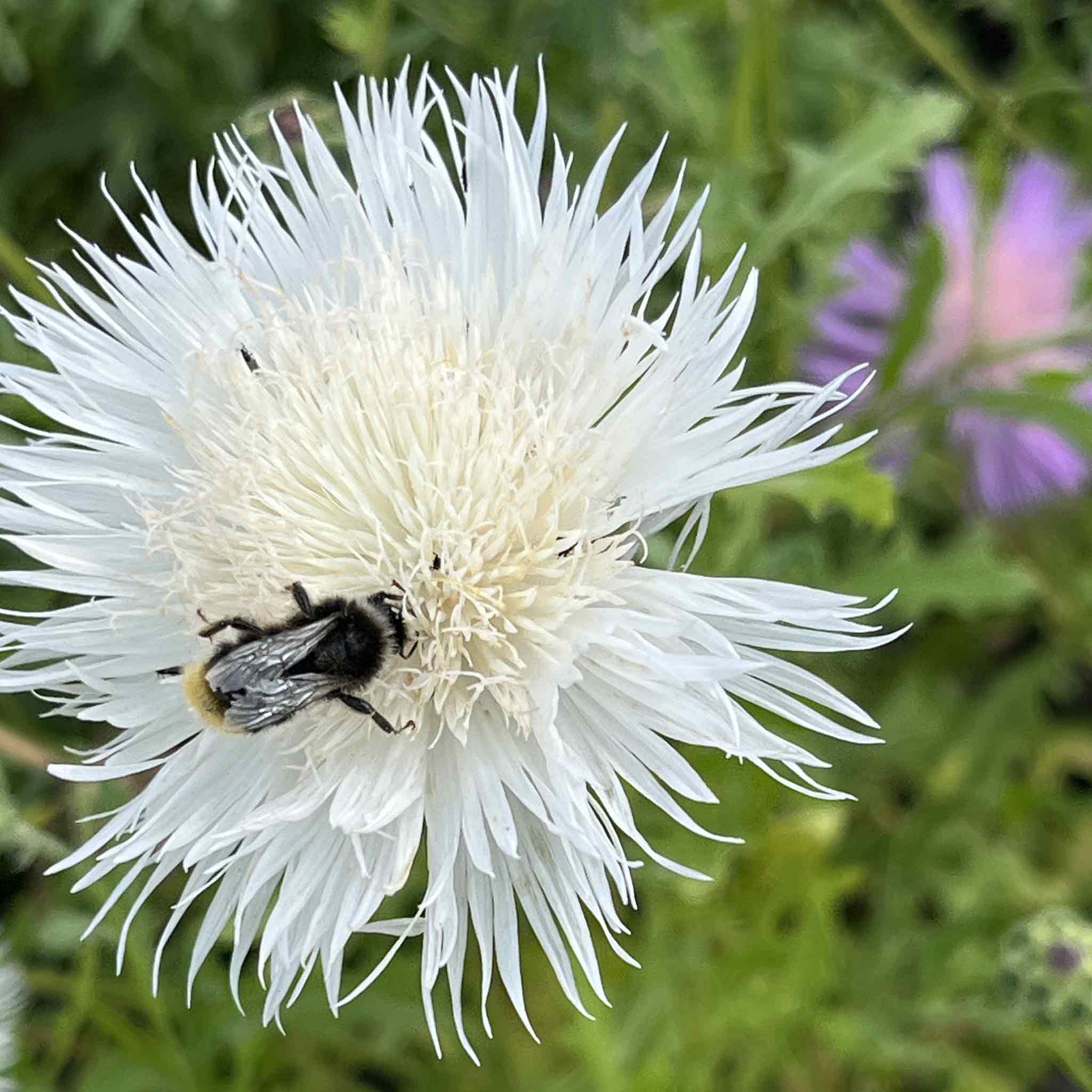 Centaurea Seeds 'The Bride' | Marshalls Garden