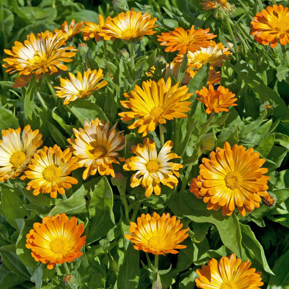 Calendula Seeds 'Oopsy Daisy' | Buy Calendula Seeds Online | Calendula ...