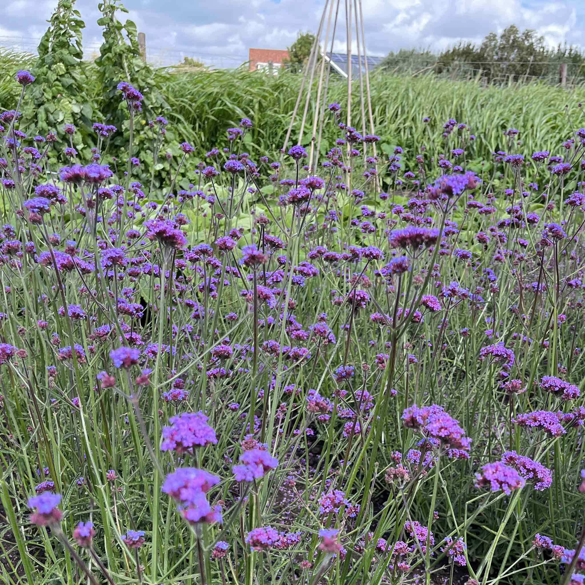 Verbena Seeds 'Bonariensis Vanity' | Marshalls Garden