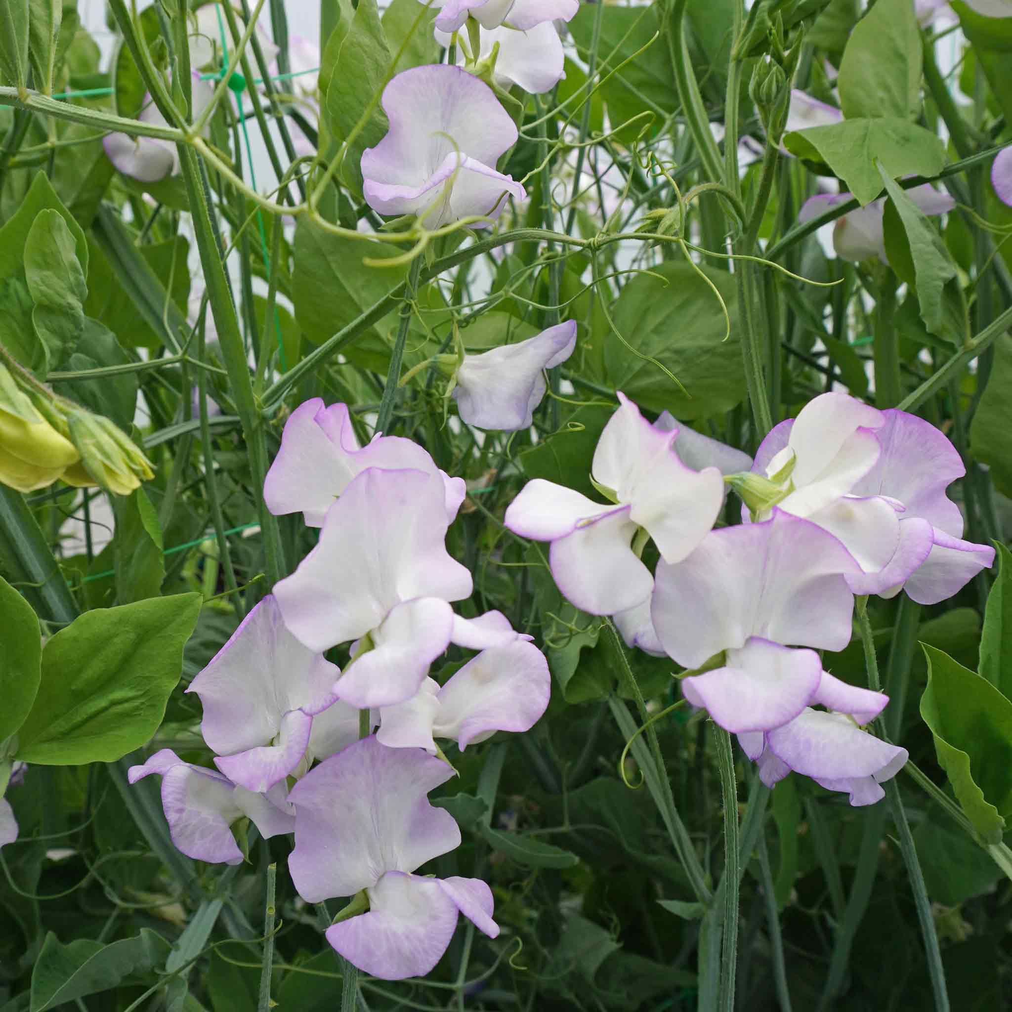 Sweet Pea Seeds 'Albutt Blue' | Marshalls Garden