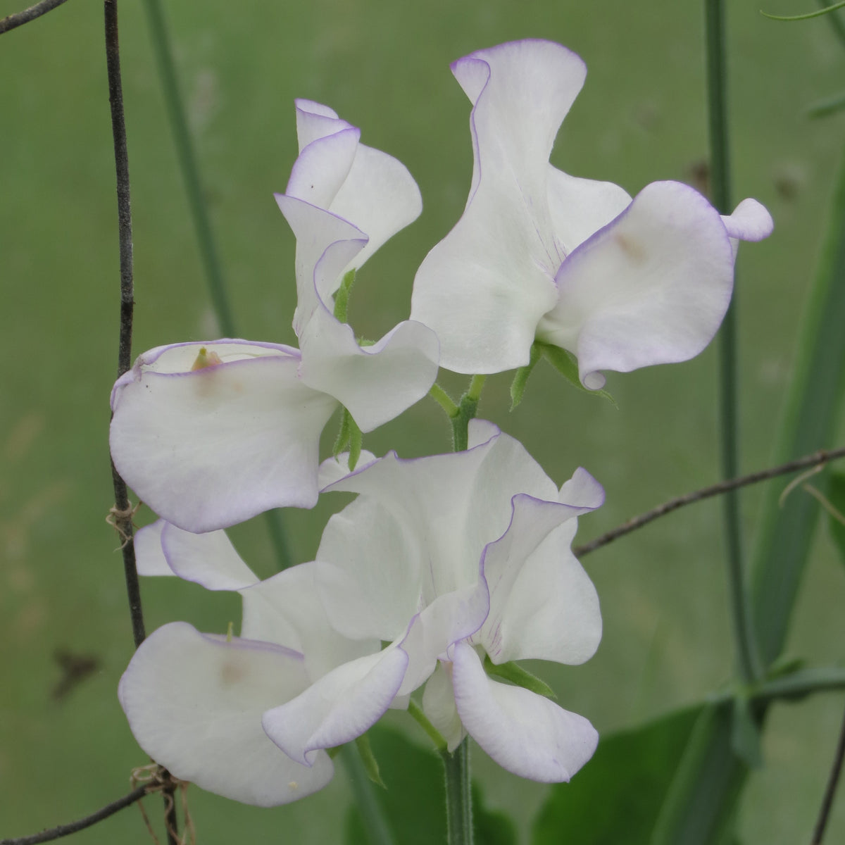 Sweet Pea Seeds 'Albutt Blue' | Buy Sweet Pea Seeds Online | Sweet Pea ...
