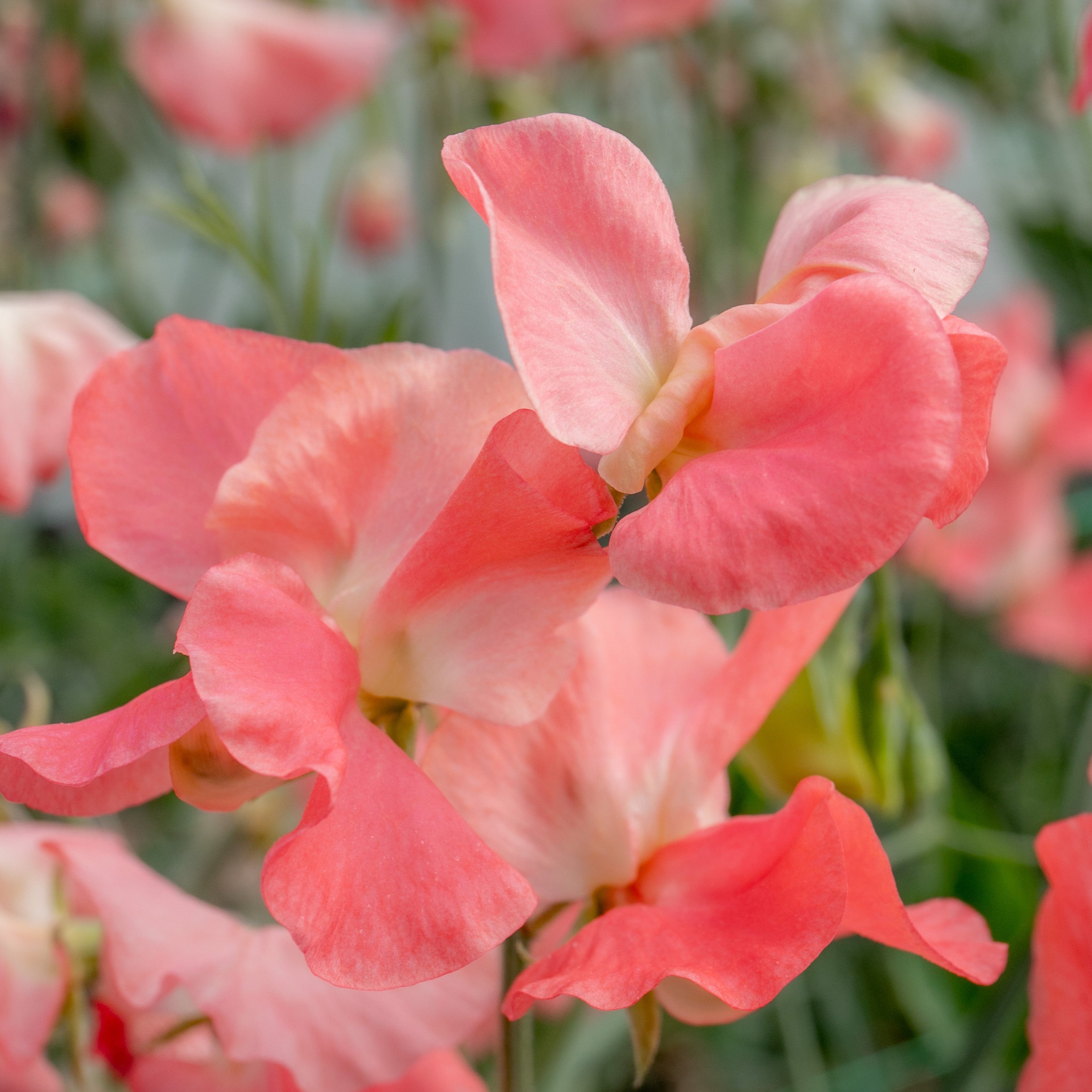 Sweet Pea Seeds 'Princess Elizabeth' | Marshalls Garden