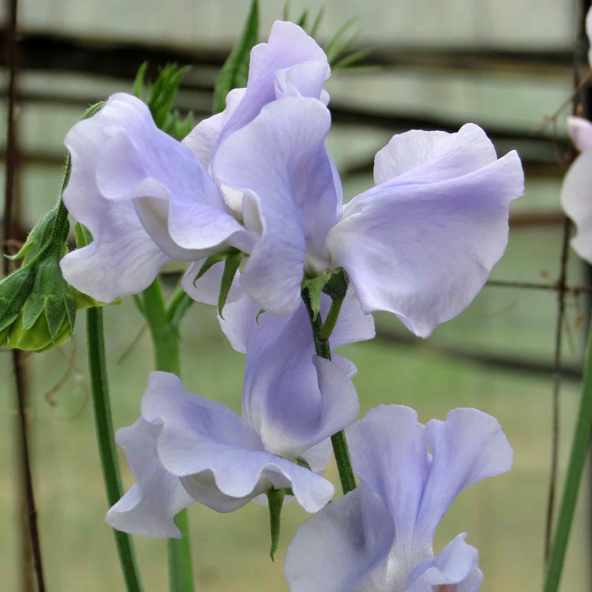 Sweet Pea Seeds 'Ballerina Blue' | Marshalls Garden