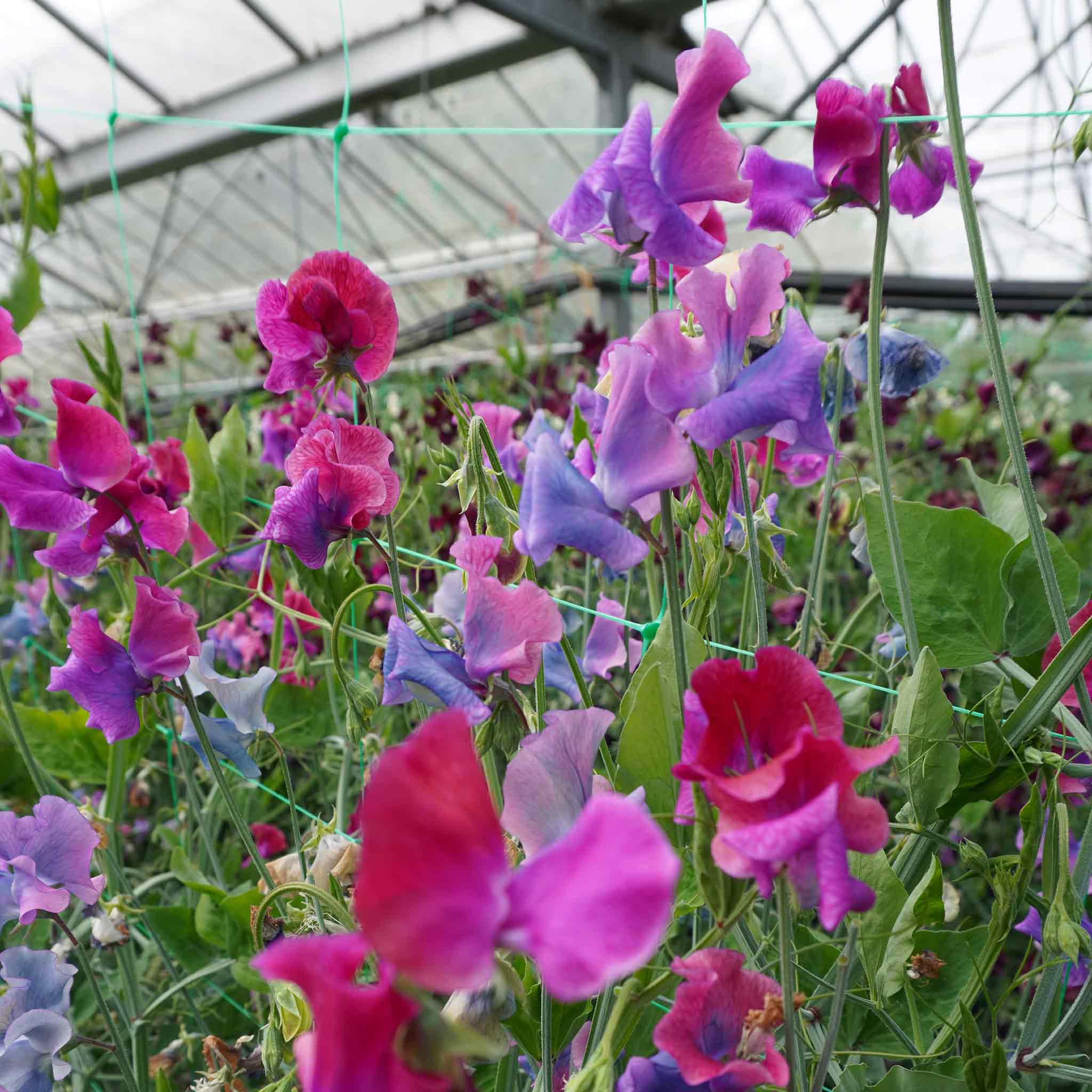 Sweet Pea Seeds 'Blue Shift' | Marshalls Garden
