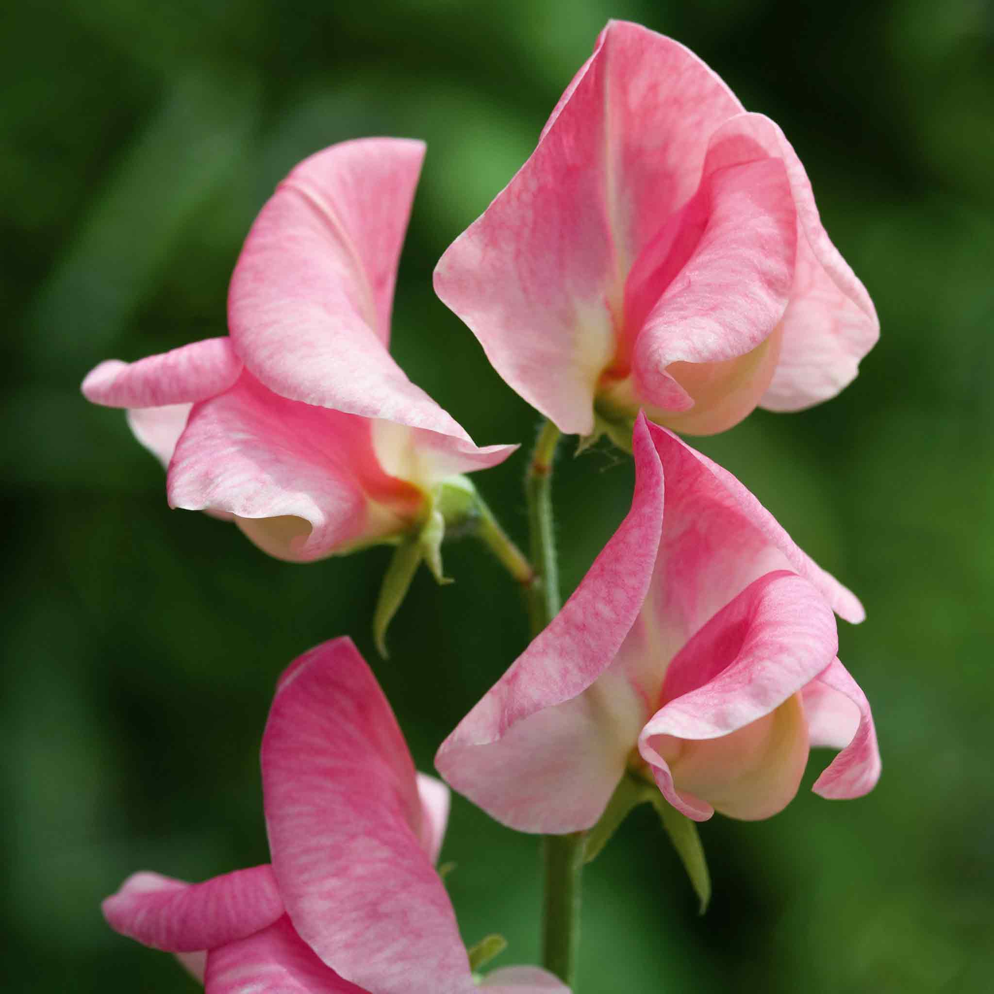Sweet Pea Seeds 'Emily' | Marshalls Garden